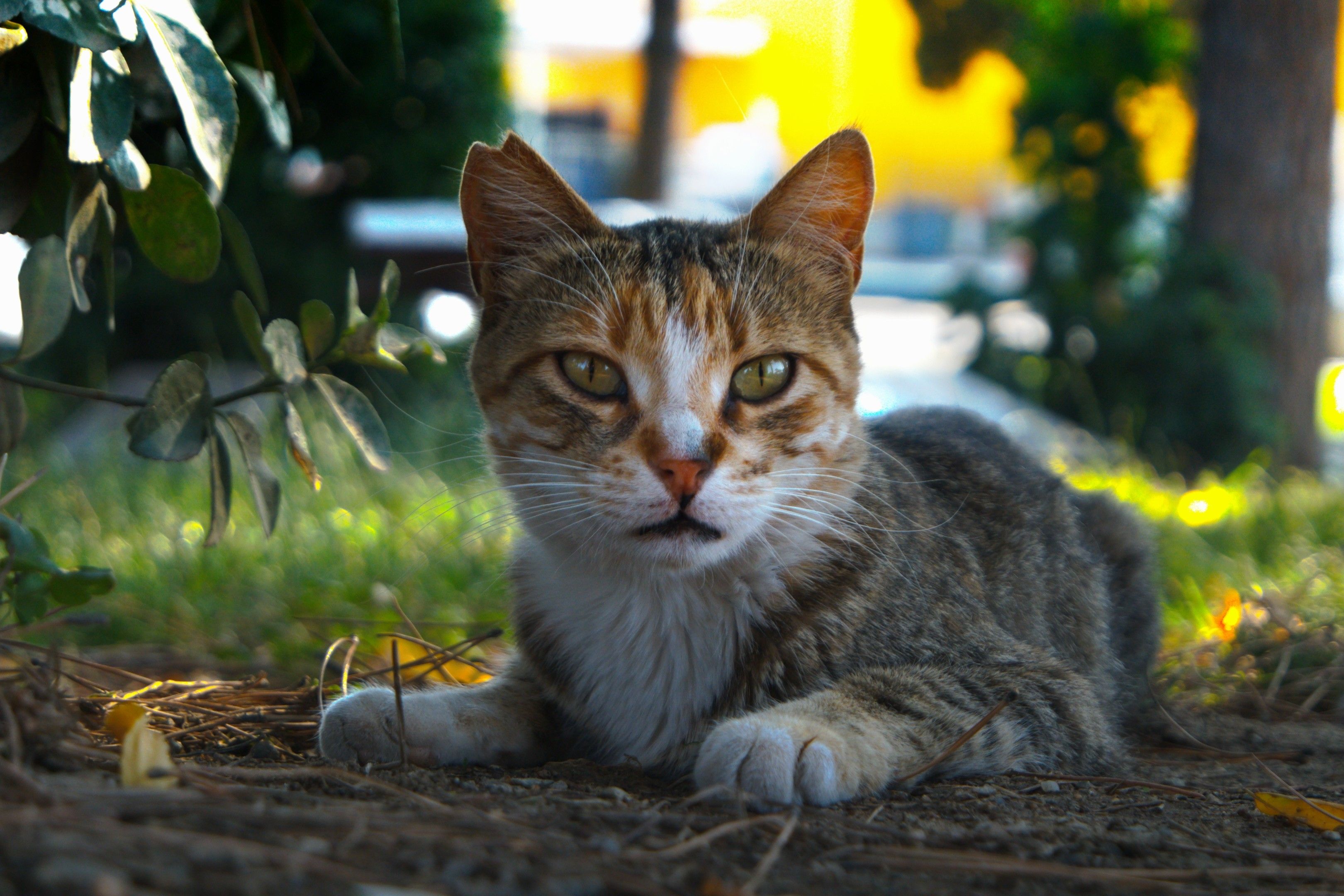 Just Paws Wallpaper Photos, Download The BEST Free Just Paws Wallpaper ...
