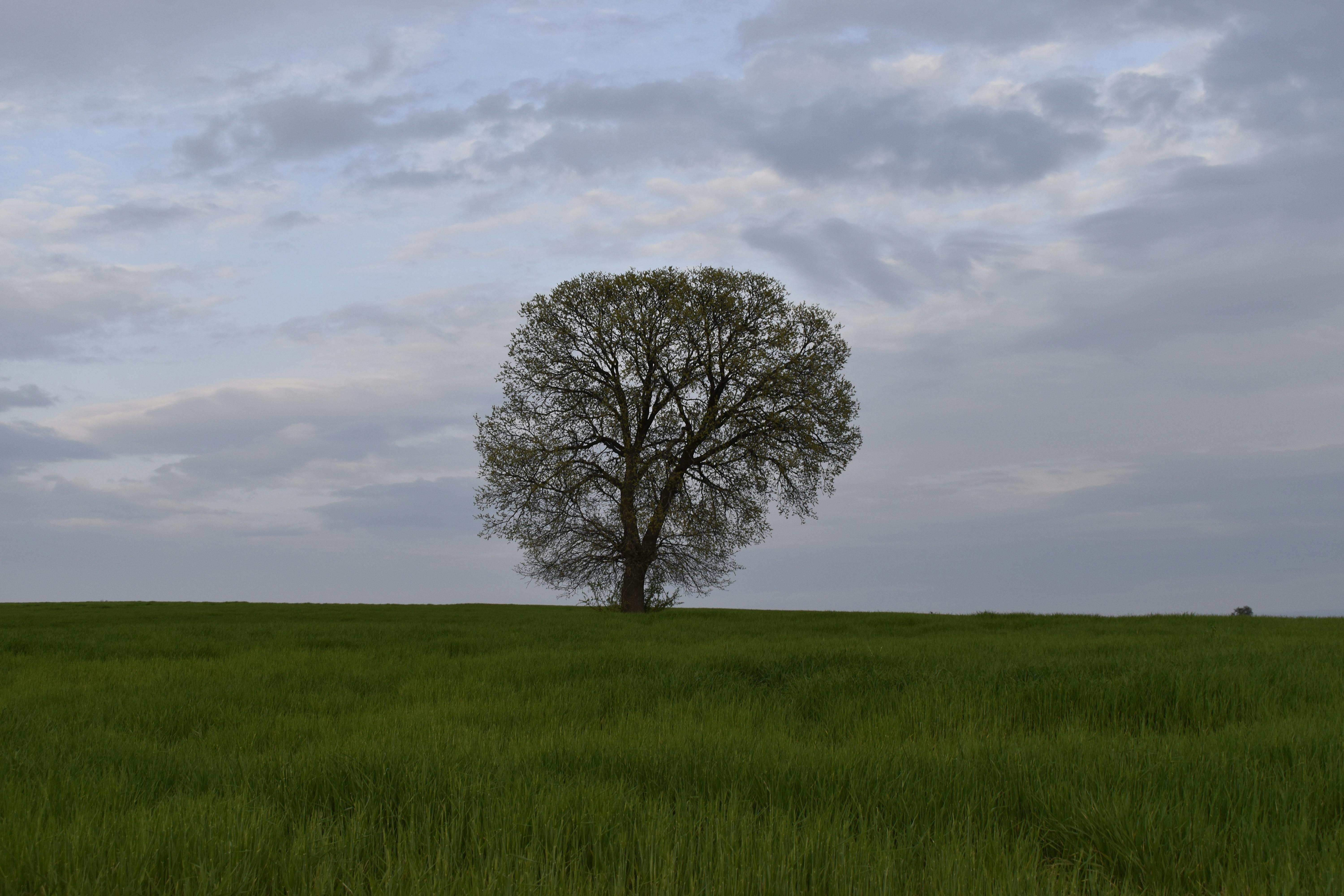 Single Tree Photos, Download The BEST Free Single Tree Stock Photos ...