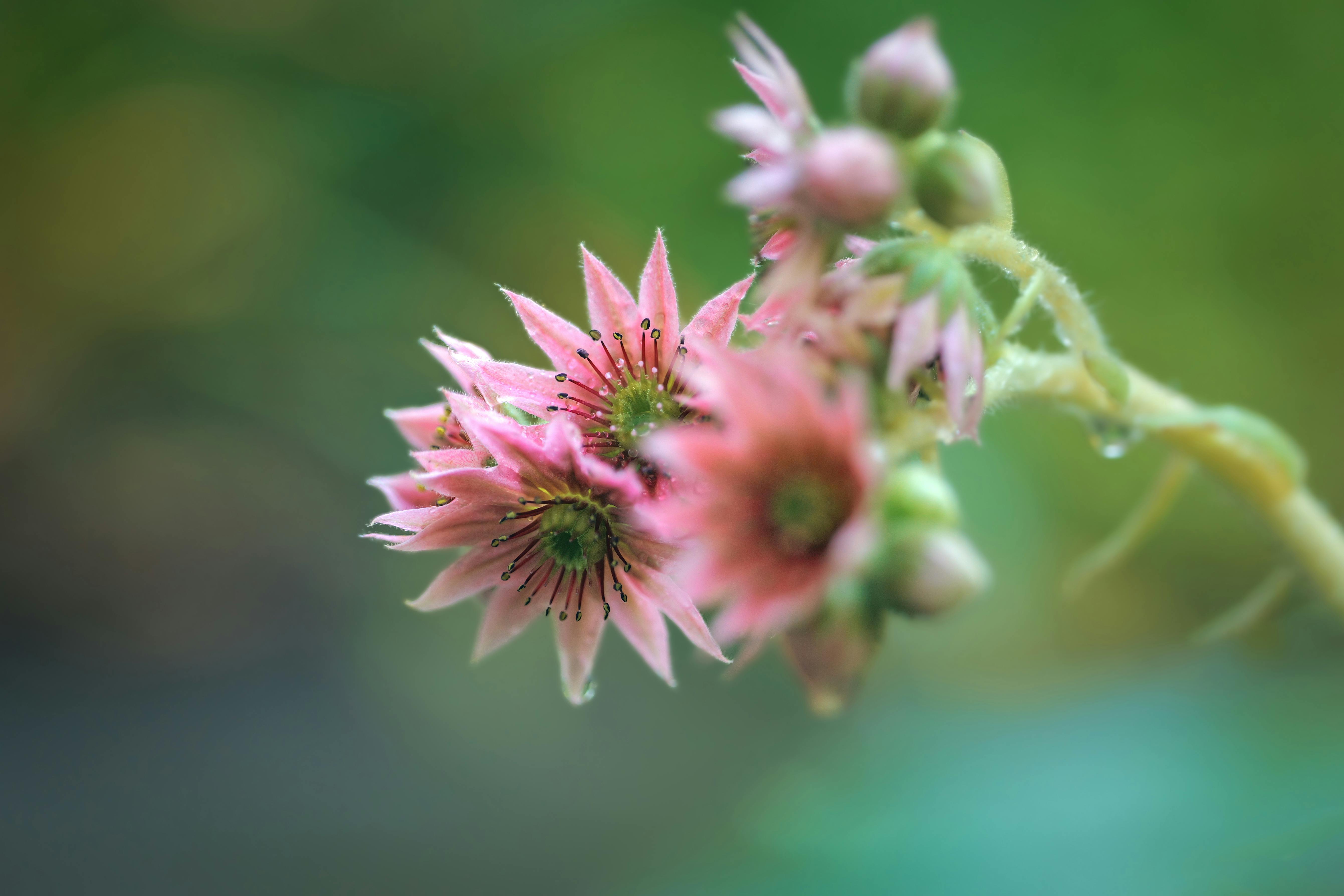 Botany Photos, Download The BEST Free Botany Stock Photos & HD Images