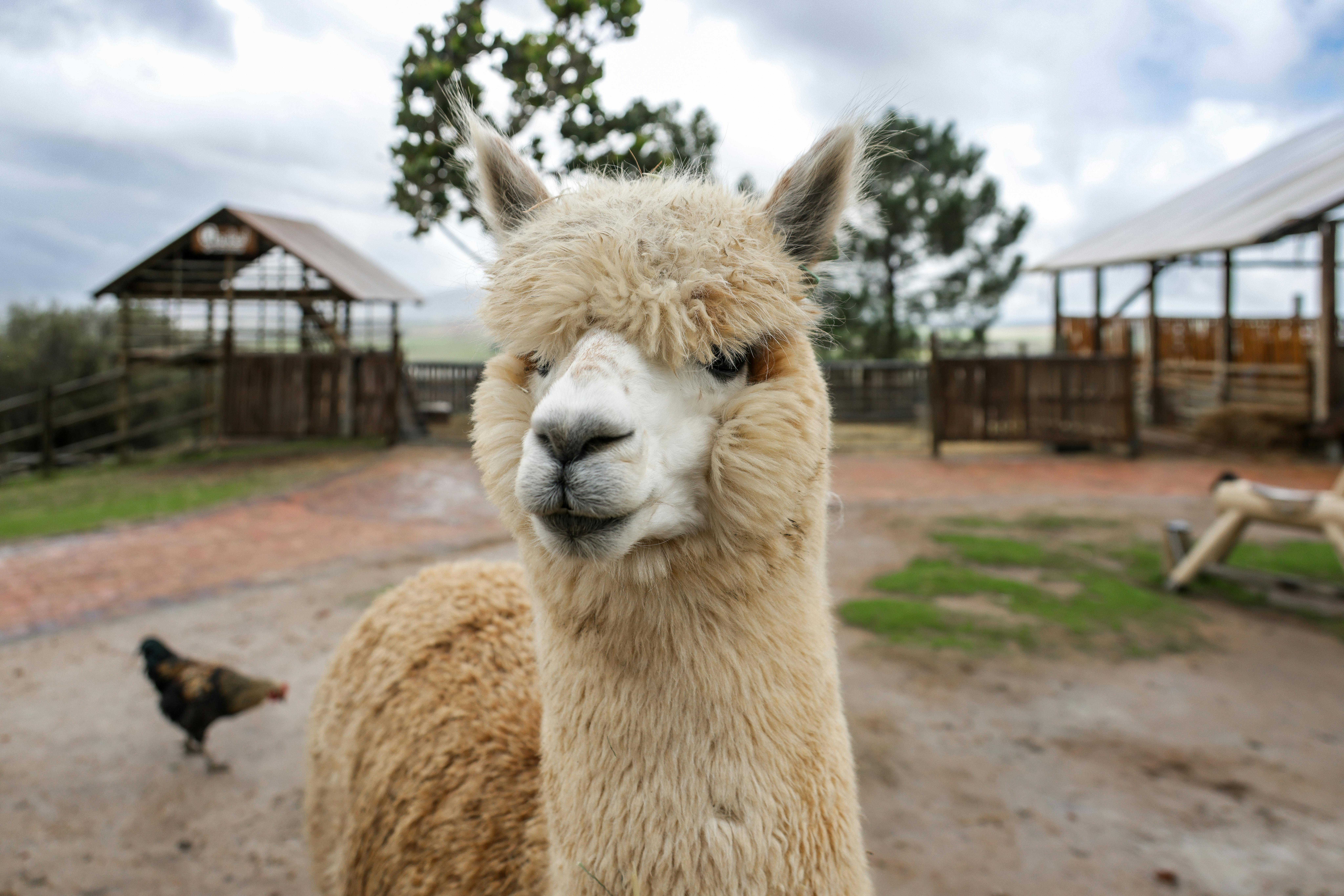 Adorable Alpaca on a Farmyard Setting · Free Stock Photo
