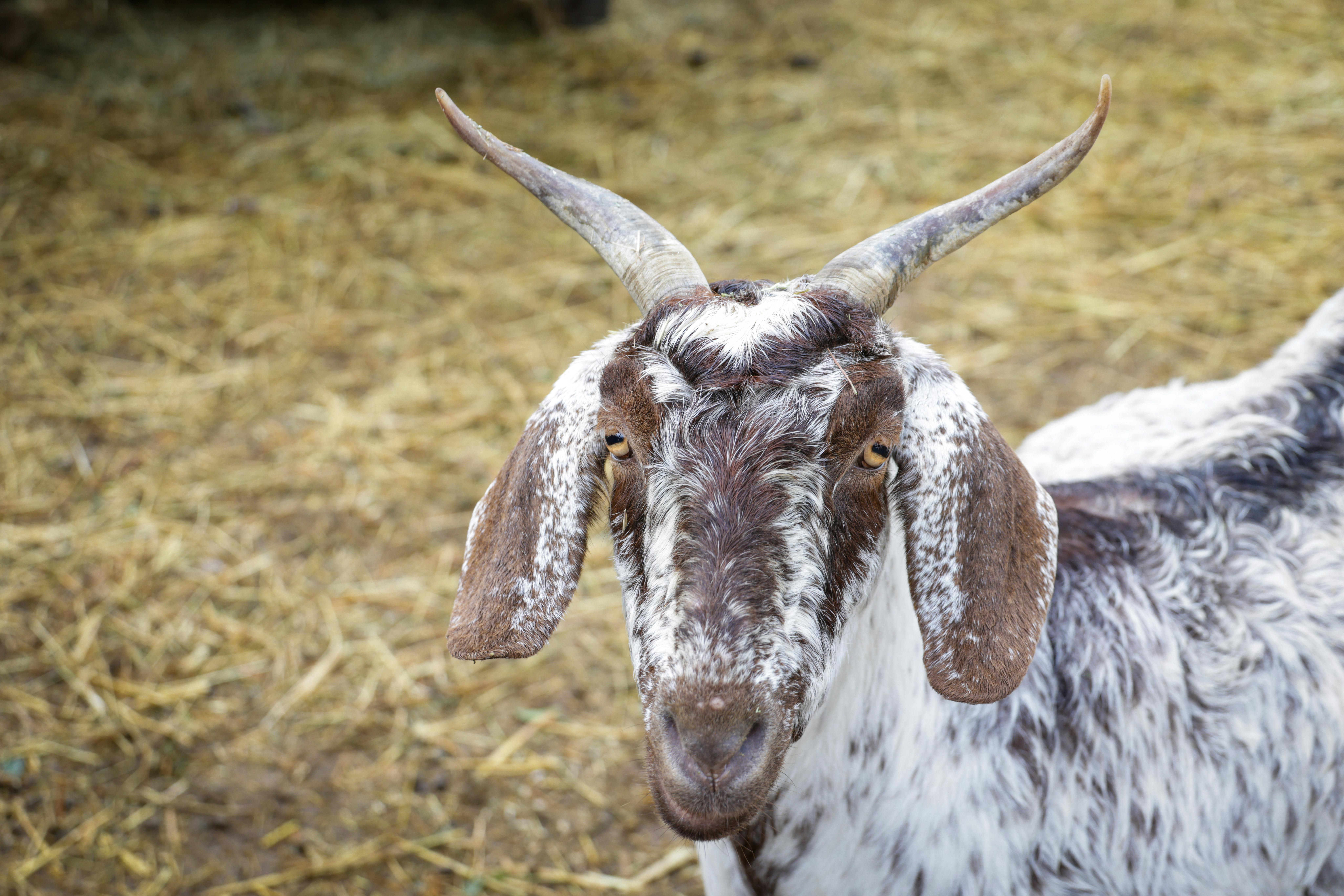 Close-up of a Spotted Goat on a Farmyard · Free Stock Photo