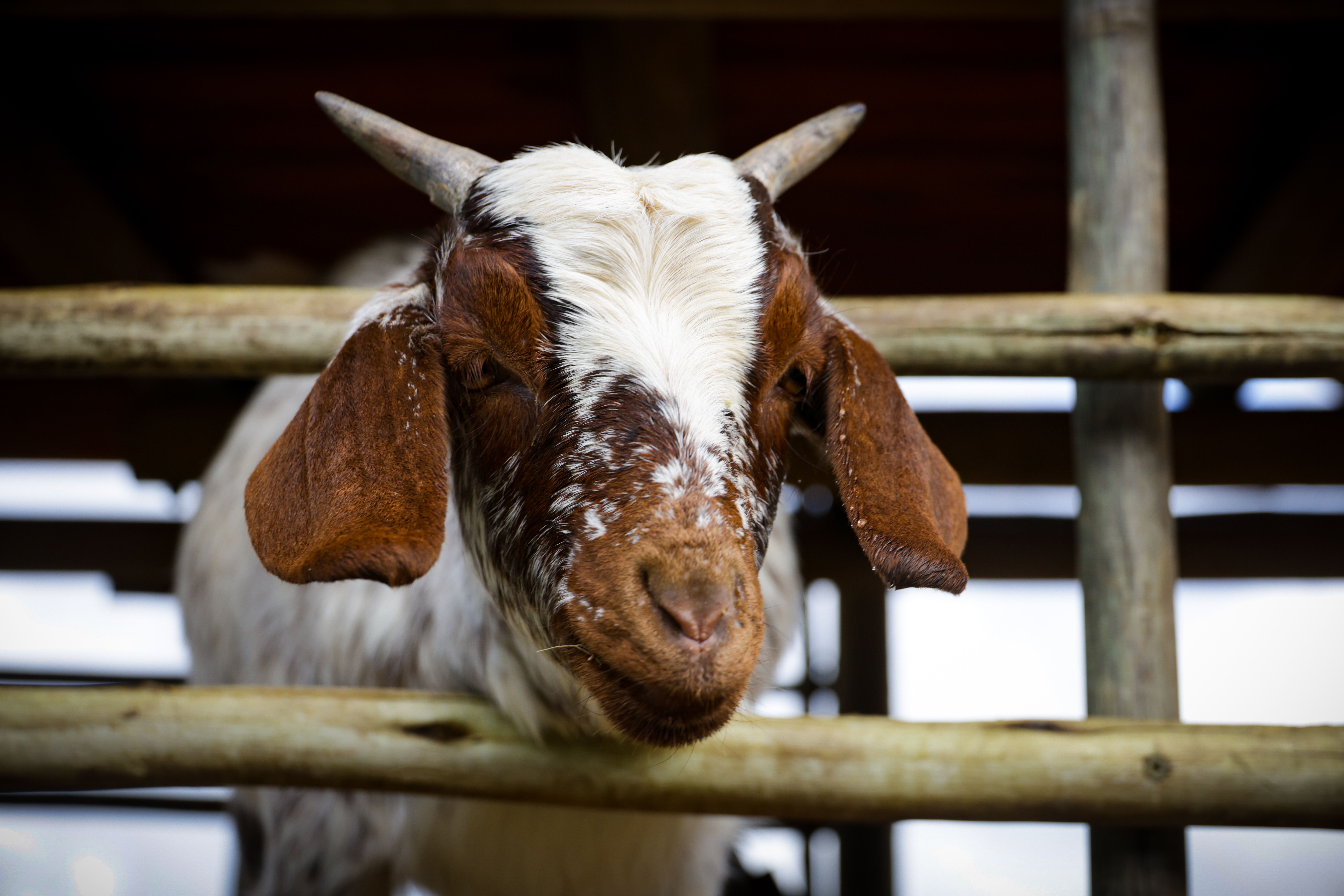 Adorable Goat with Floppy Ears at Farm · Free Stock Photo