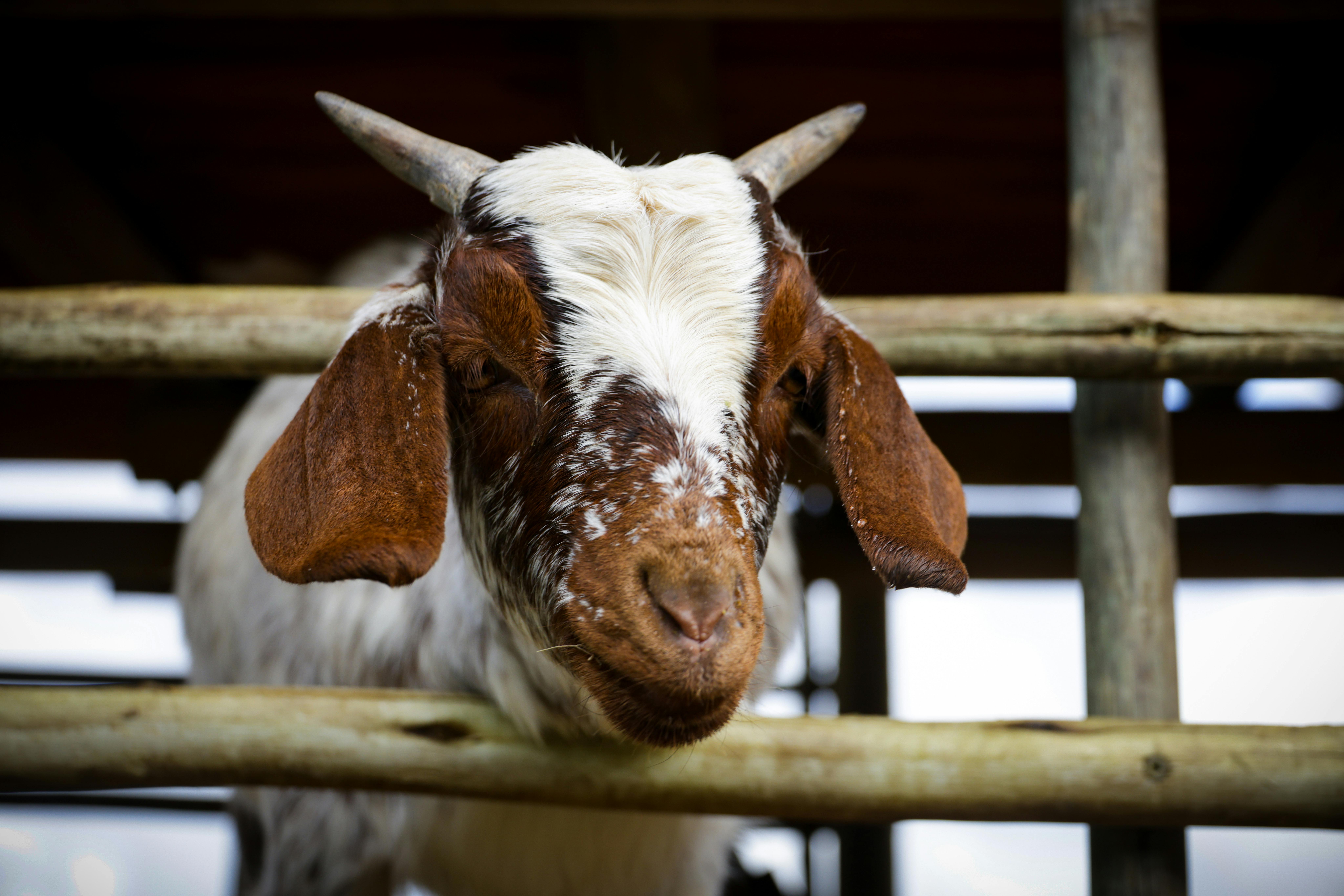 Goat Teeth Photos, Download The BEST Free Goat Teeth Stock Photos & HD ...