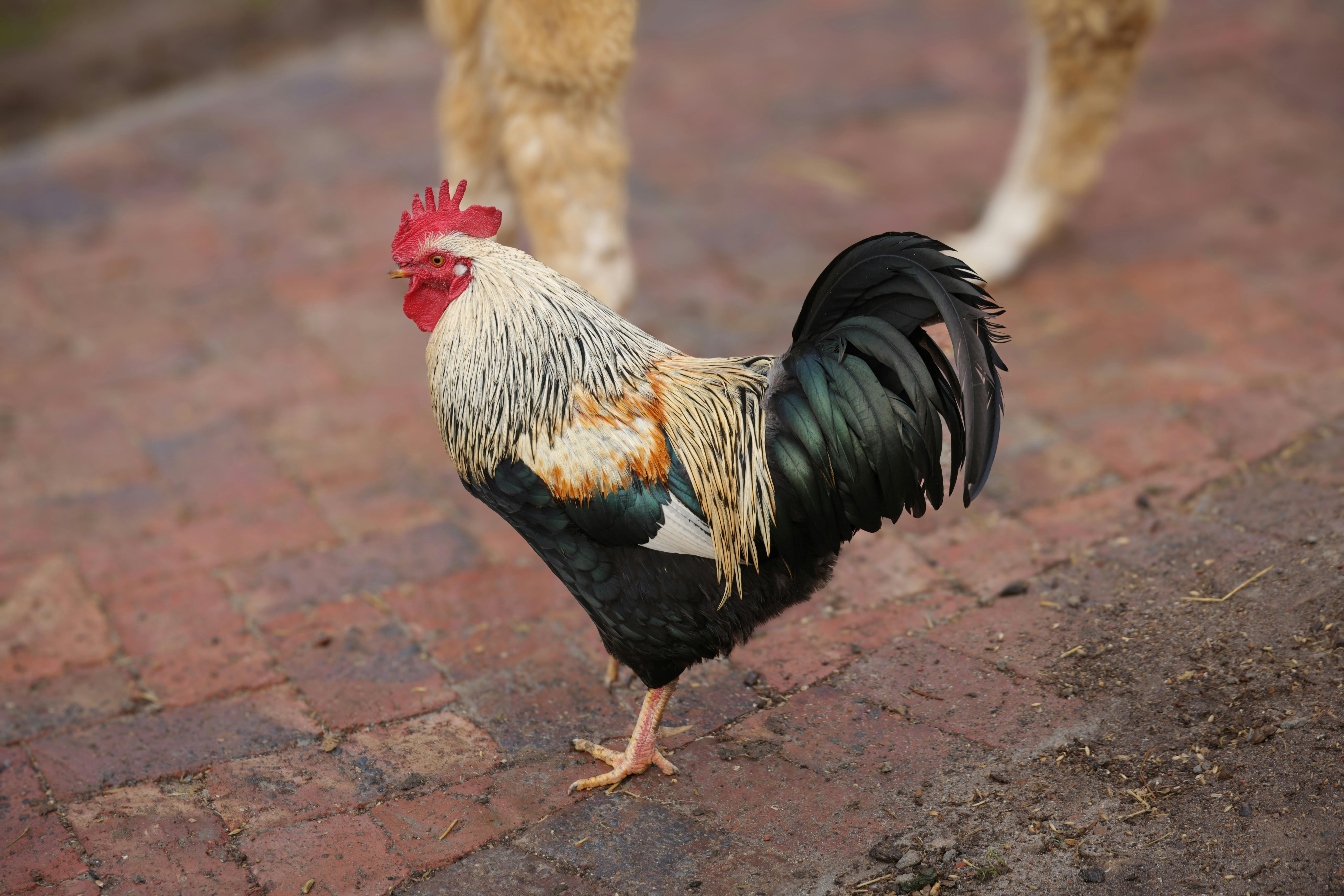 Vibrant Rooster on Brick Pathway · Free Stock Photo