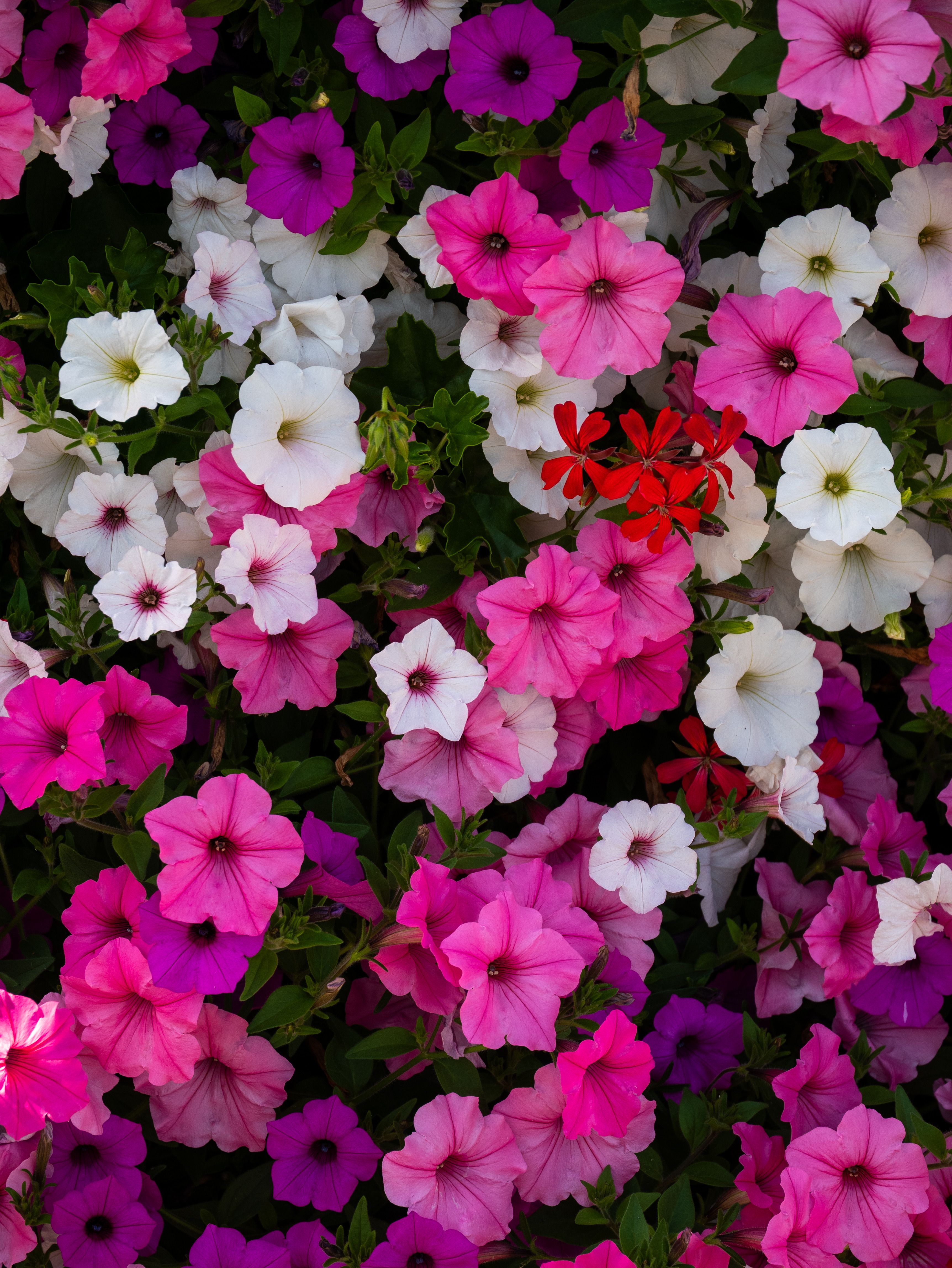 Vibrant Assorted Petunias in Full Bloom · Free Stock Photo
