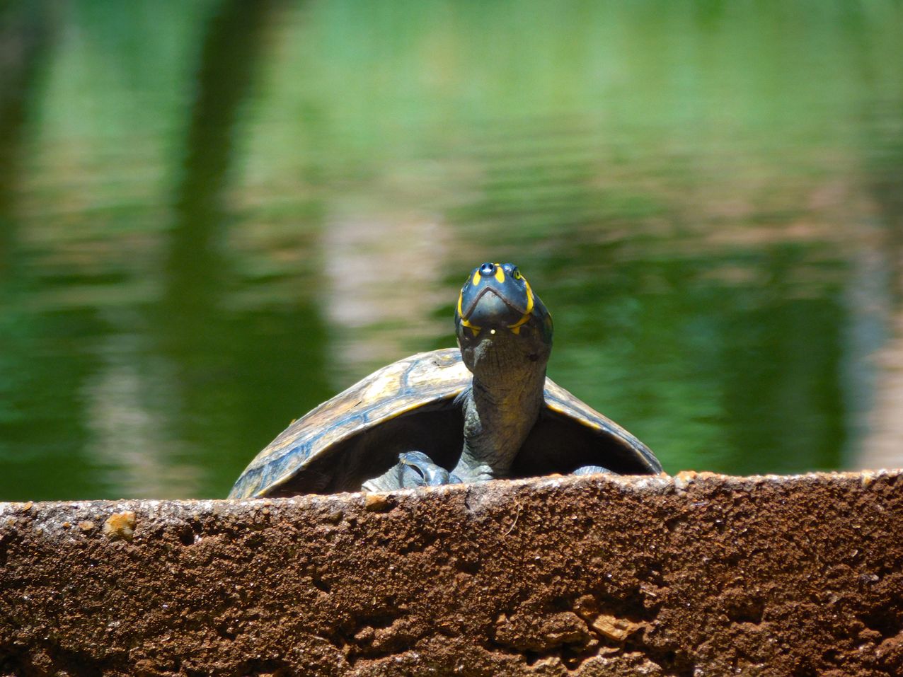 Animals in Brazil Rainforest: Exploring Diverse Wildlife