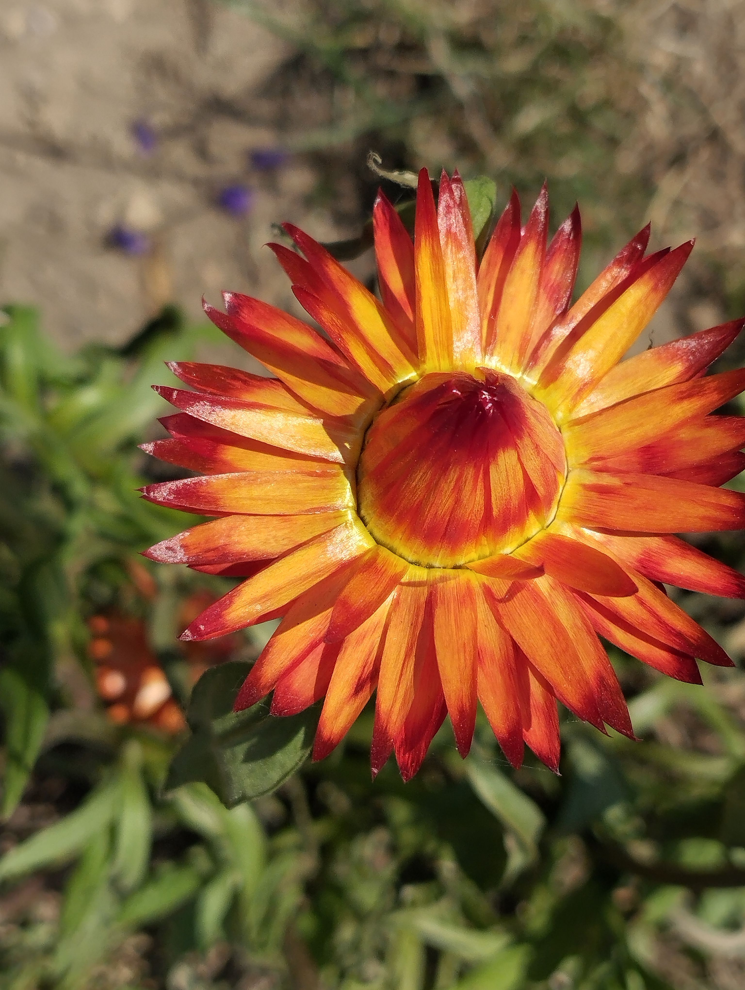 Vibrant Strawflower Bloom in Natural Setting · Free Stock Photo