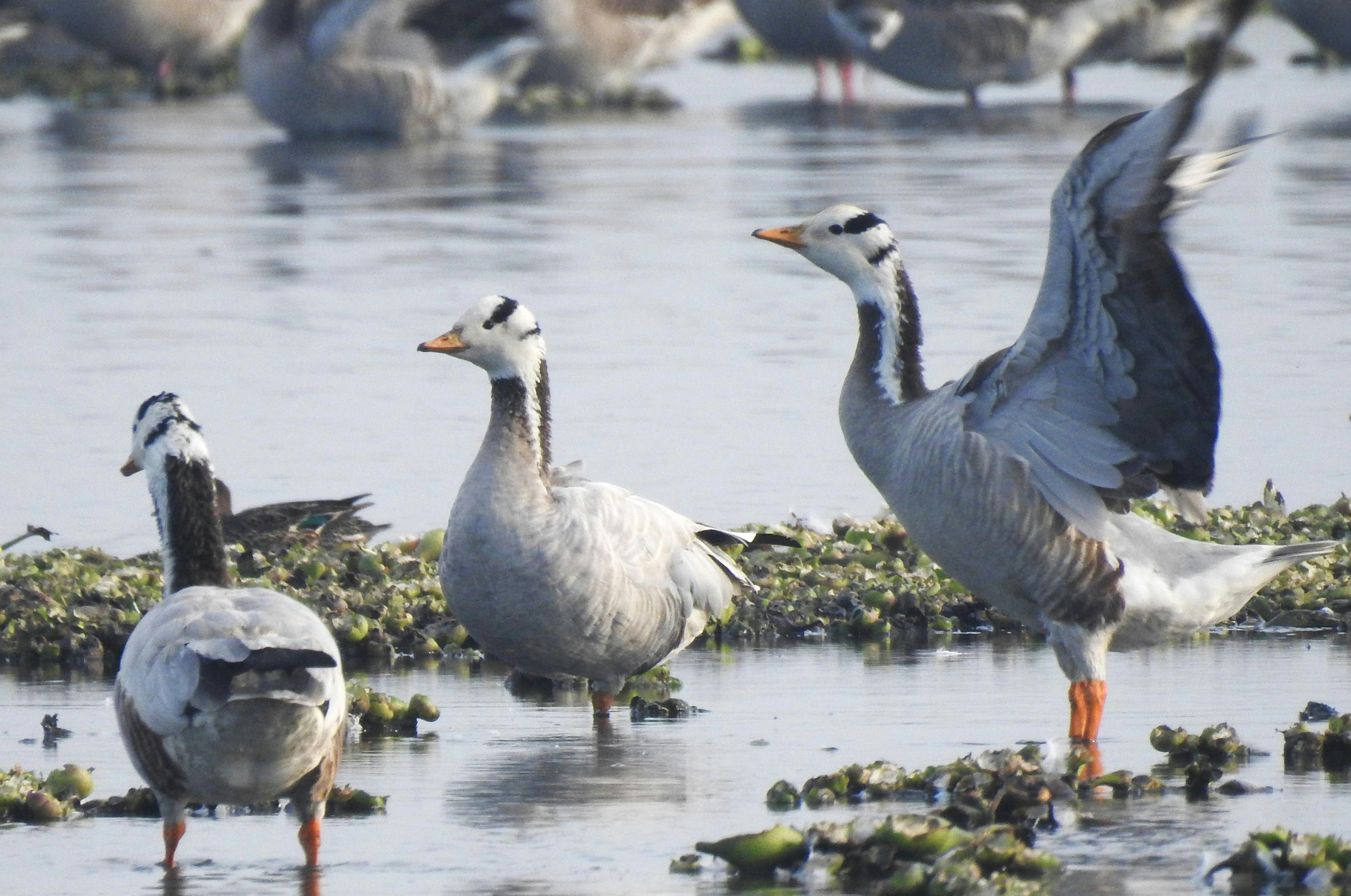 Migration Photos, Download The BEST Free Migration Stock Photos & HD Images