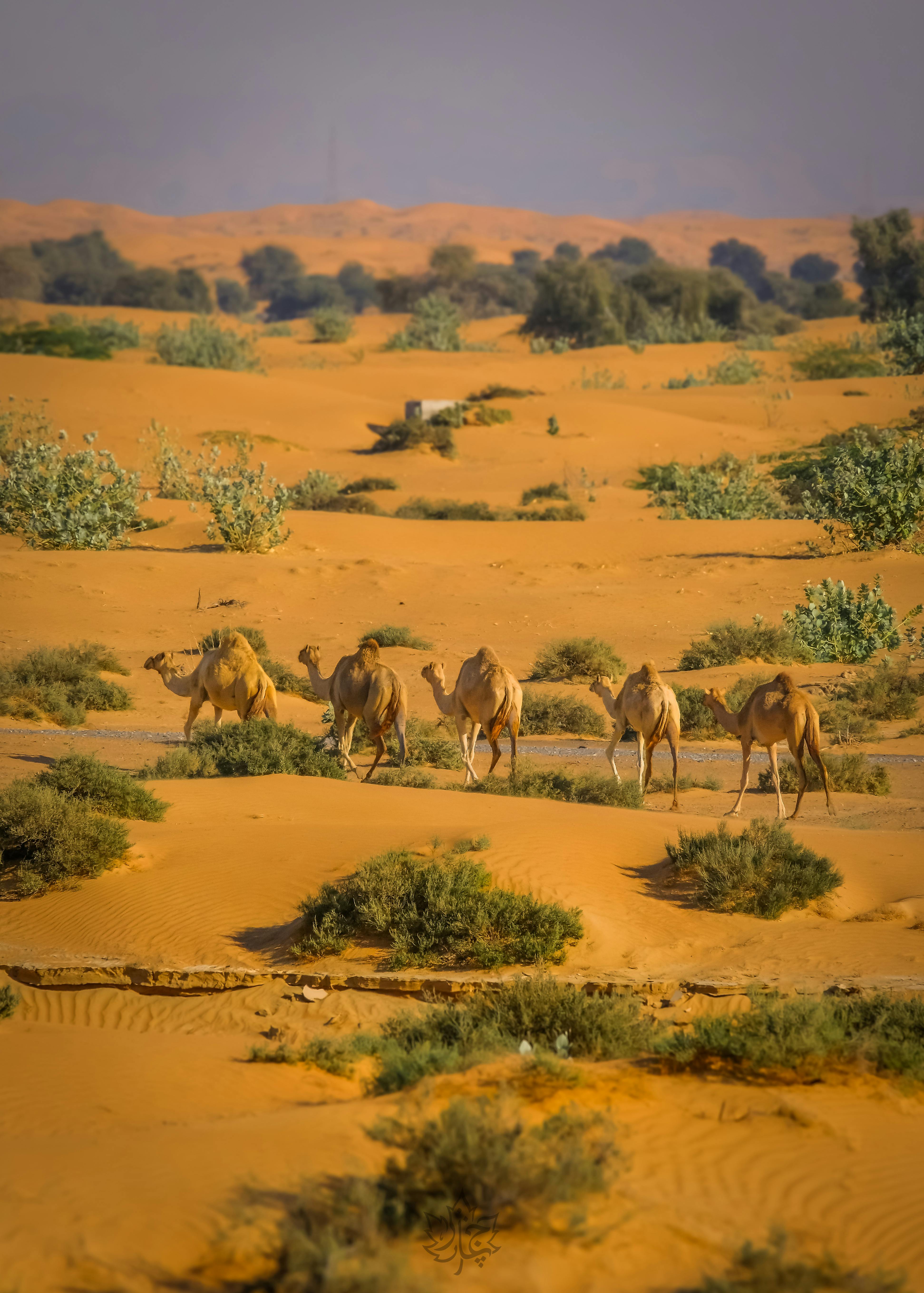 Hairy+Camel+Toe Photos, Download The BEST Free Hairy+Camel+Toe Stock ...