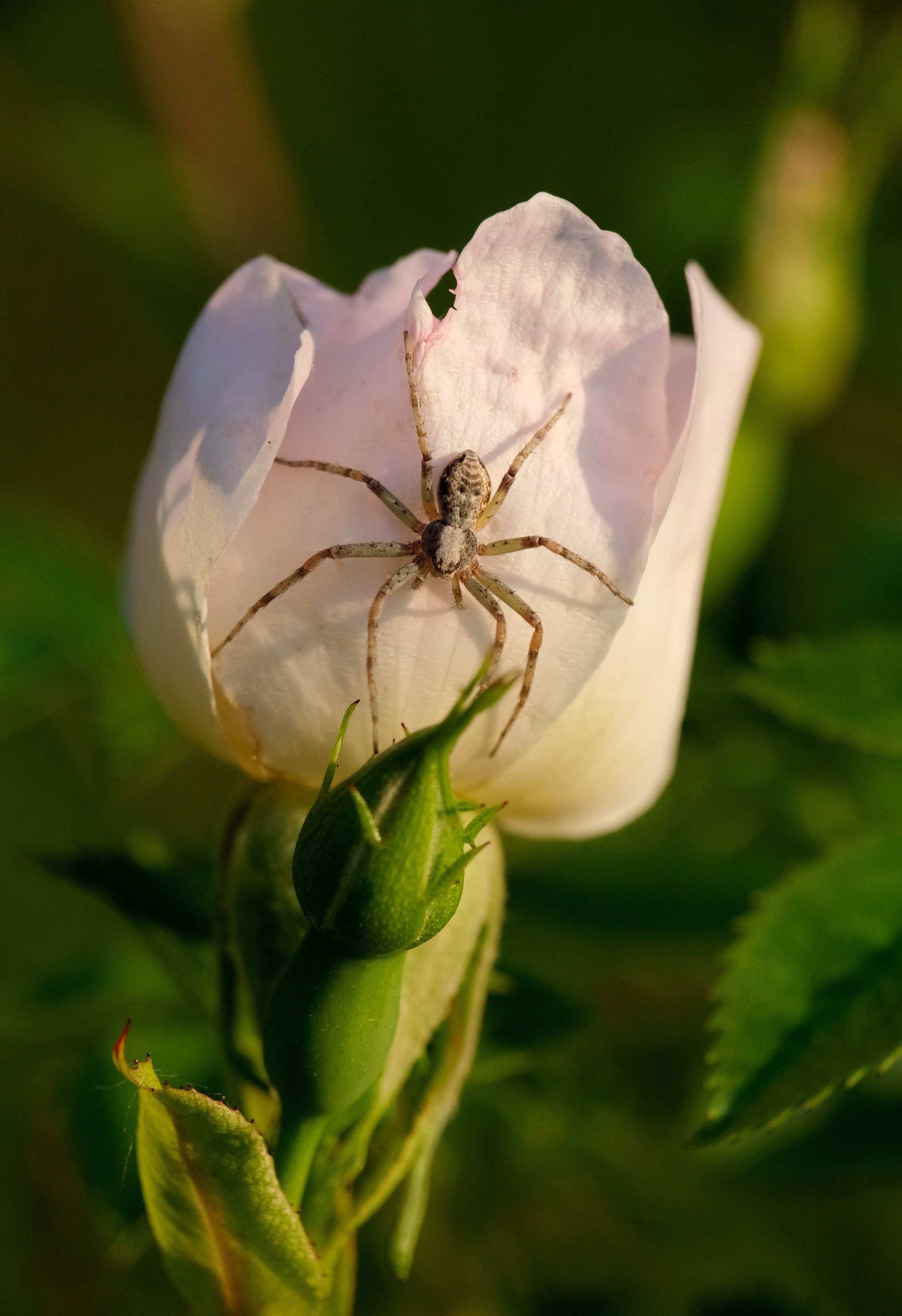 Spider Manken Photos, Download The BEST Free Spider Manken Stock Photos ...