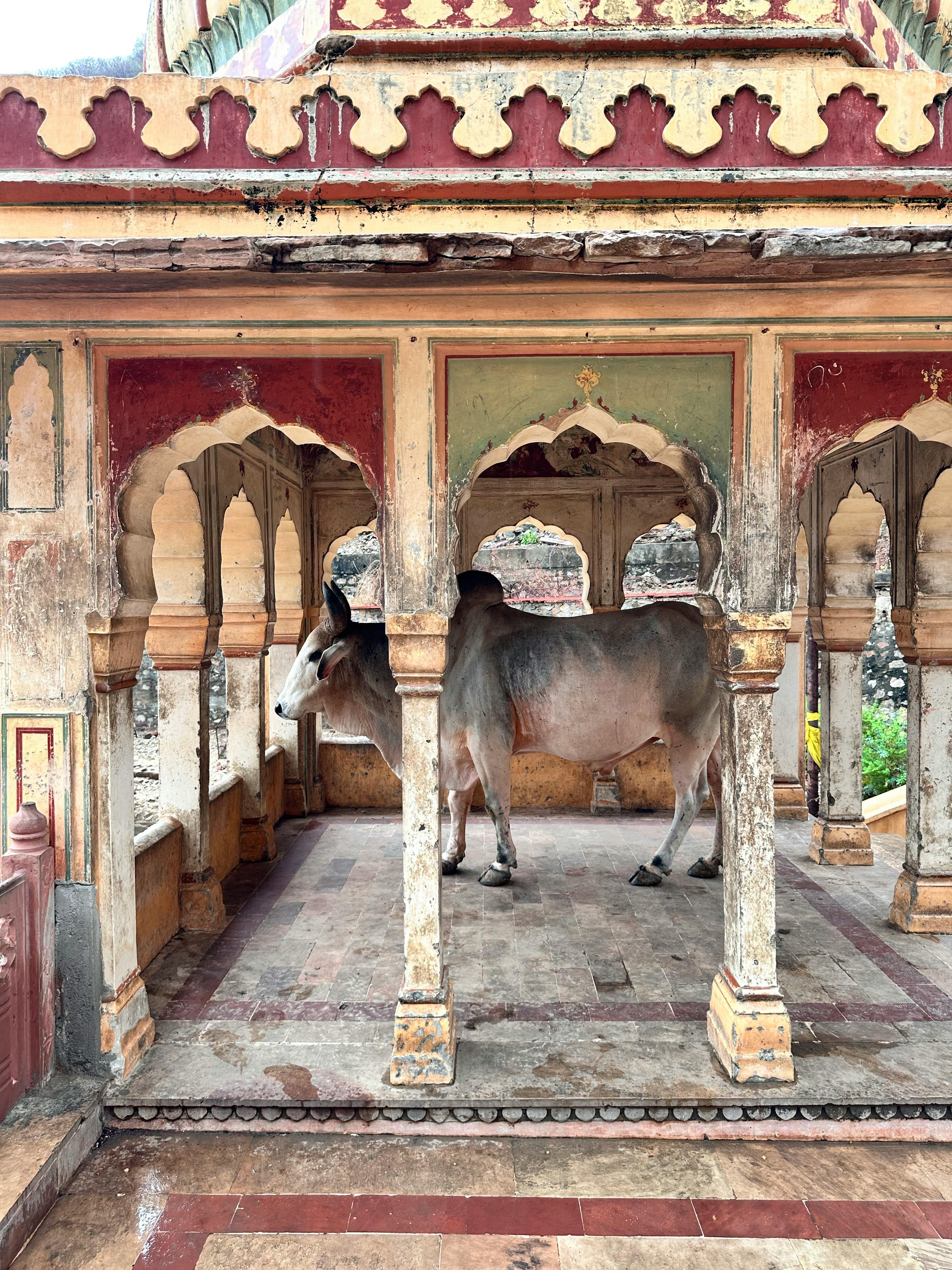 Donkey in Traditional Indian Archway · Free Stock Photo