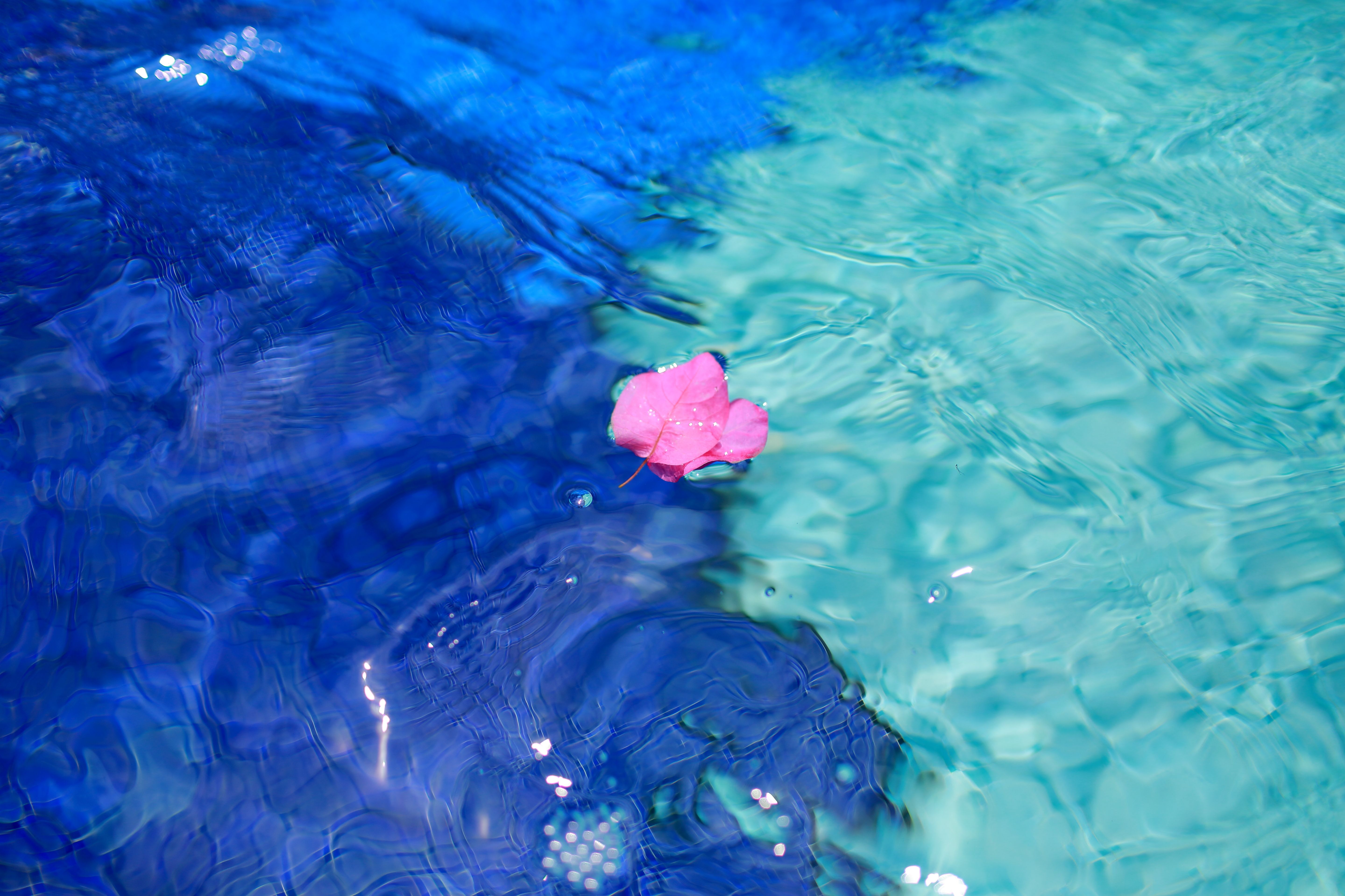 Pink Flower Floating on Blue Water Surface · Free Stock Photo
