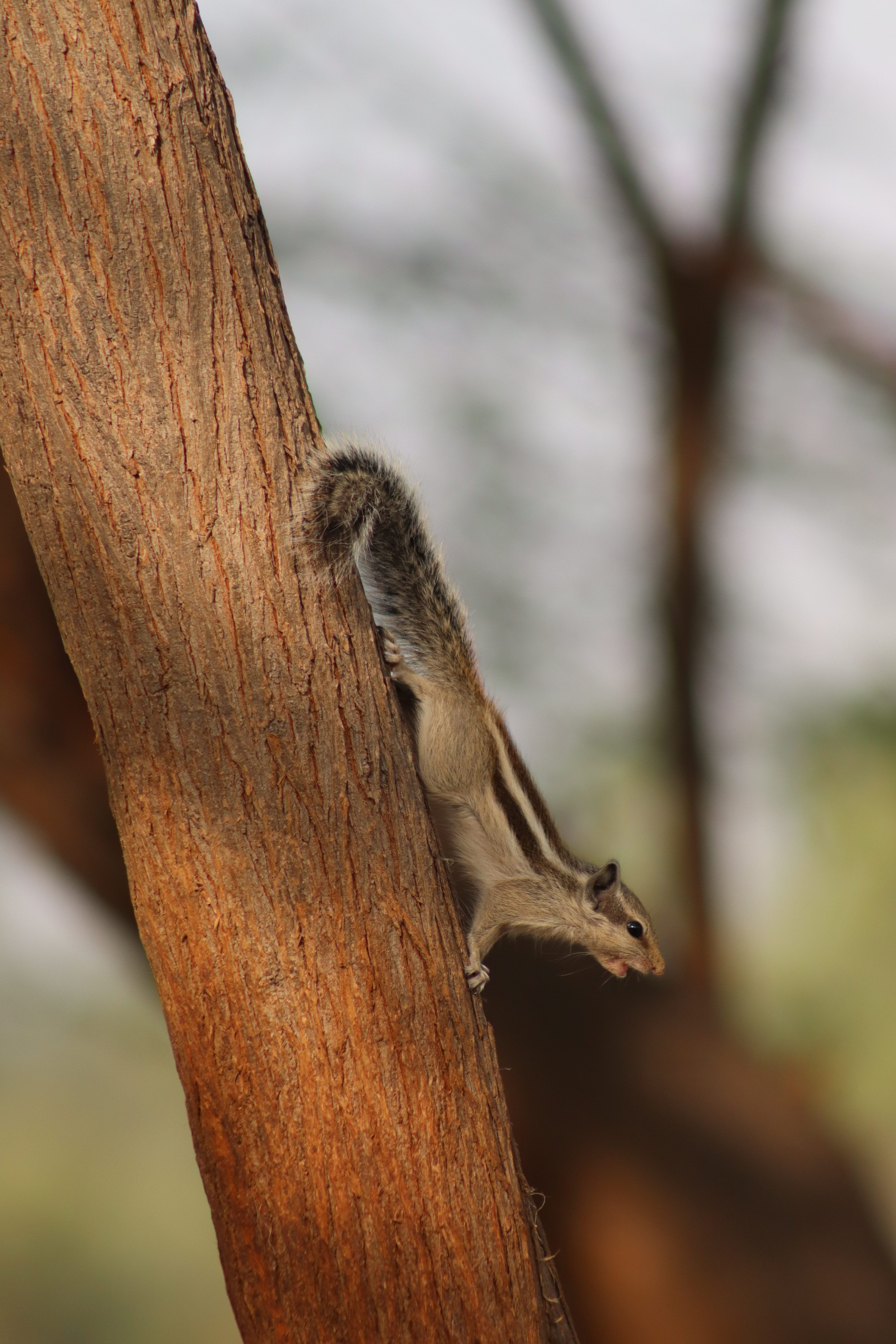 Squirrel Tail Photos, Download The BEST Free Squirrel Tail Stock Photos ...
