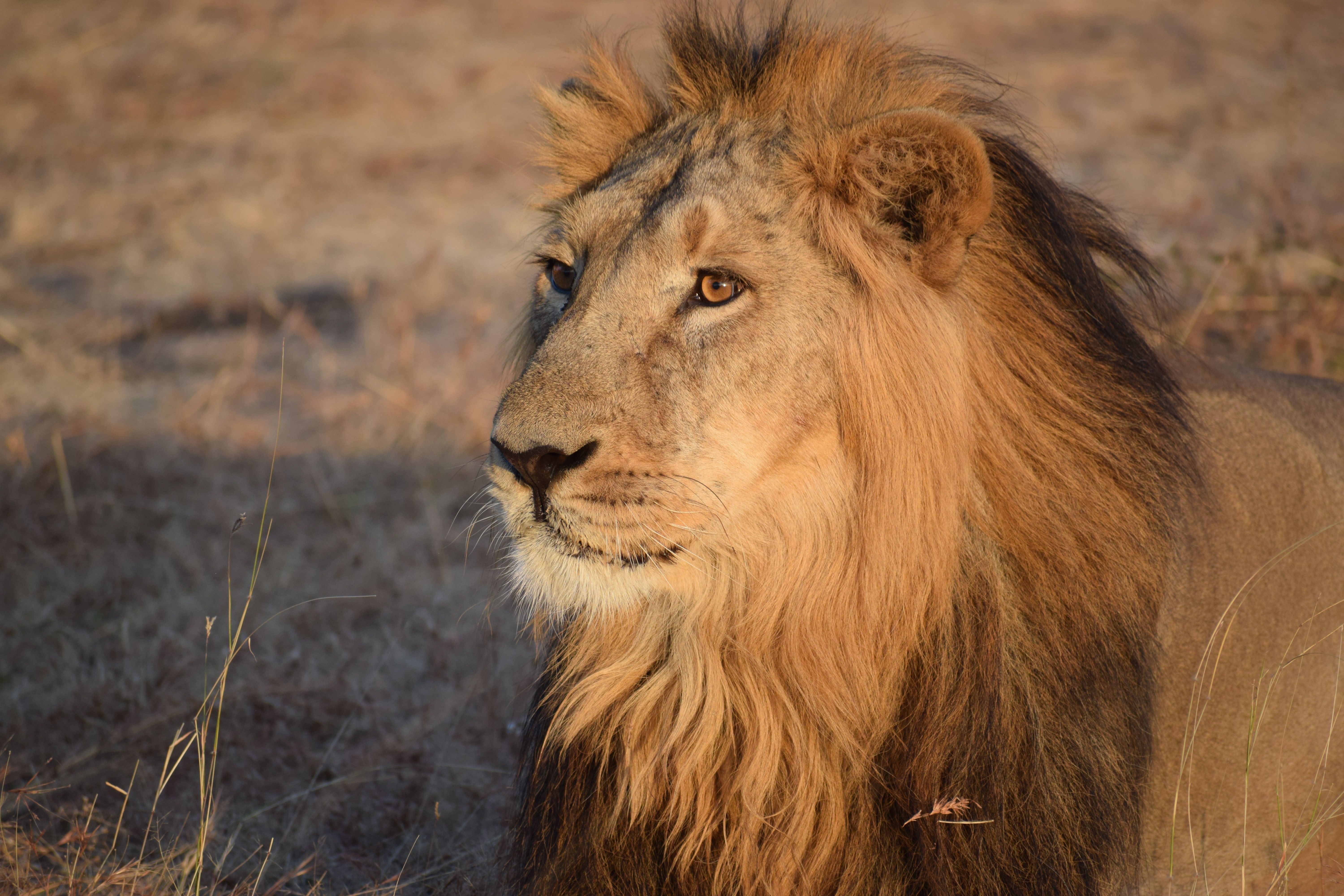 Majestic Male Lion in Natural Habitat · Free Stock Photo