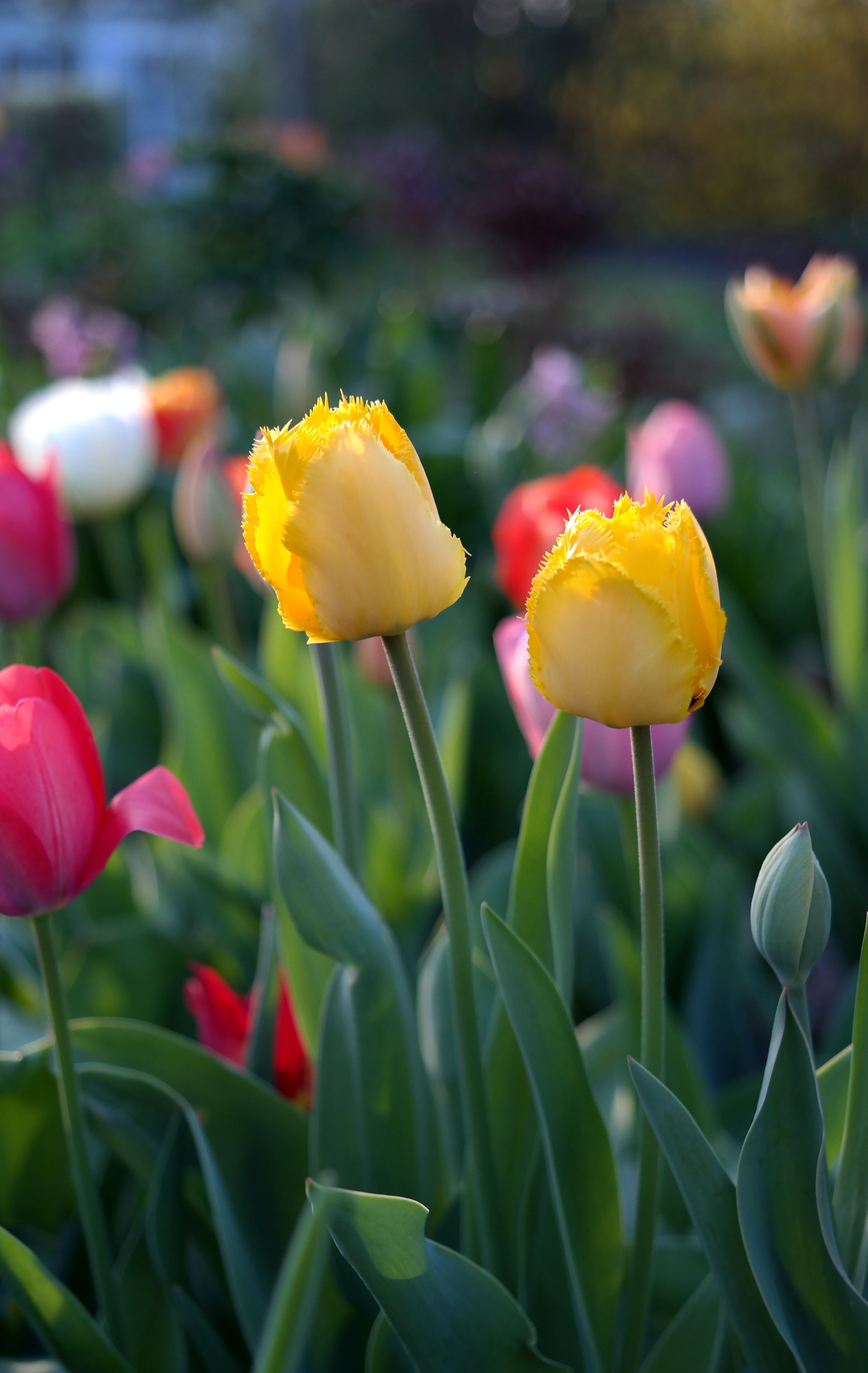 A Close-Up Shot of Tulip Flowers · Free Stock Photo