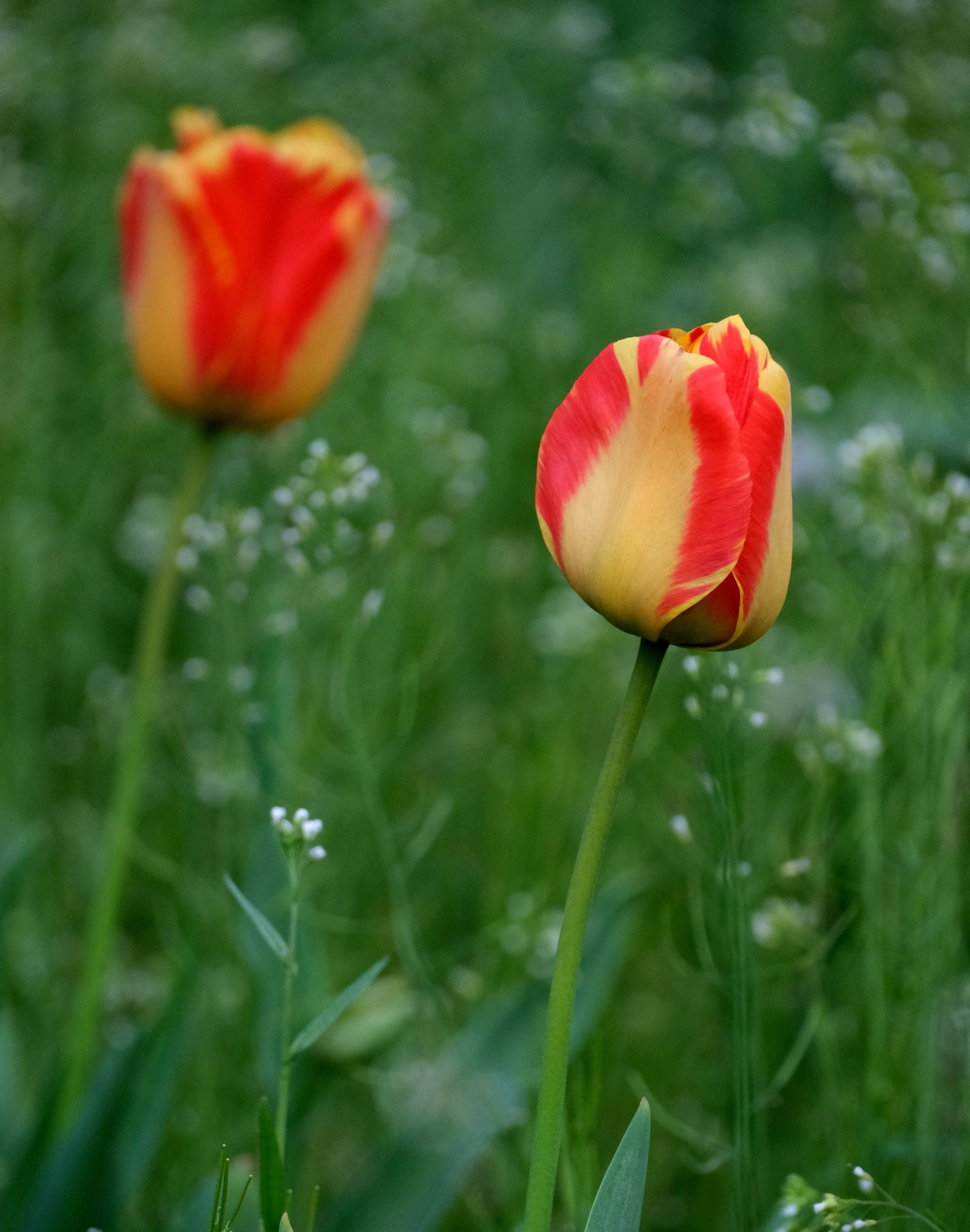 Two Flowers Photos, Download The BEST Free Two Flowers Stock Photos ...