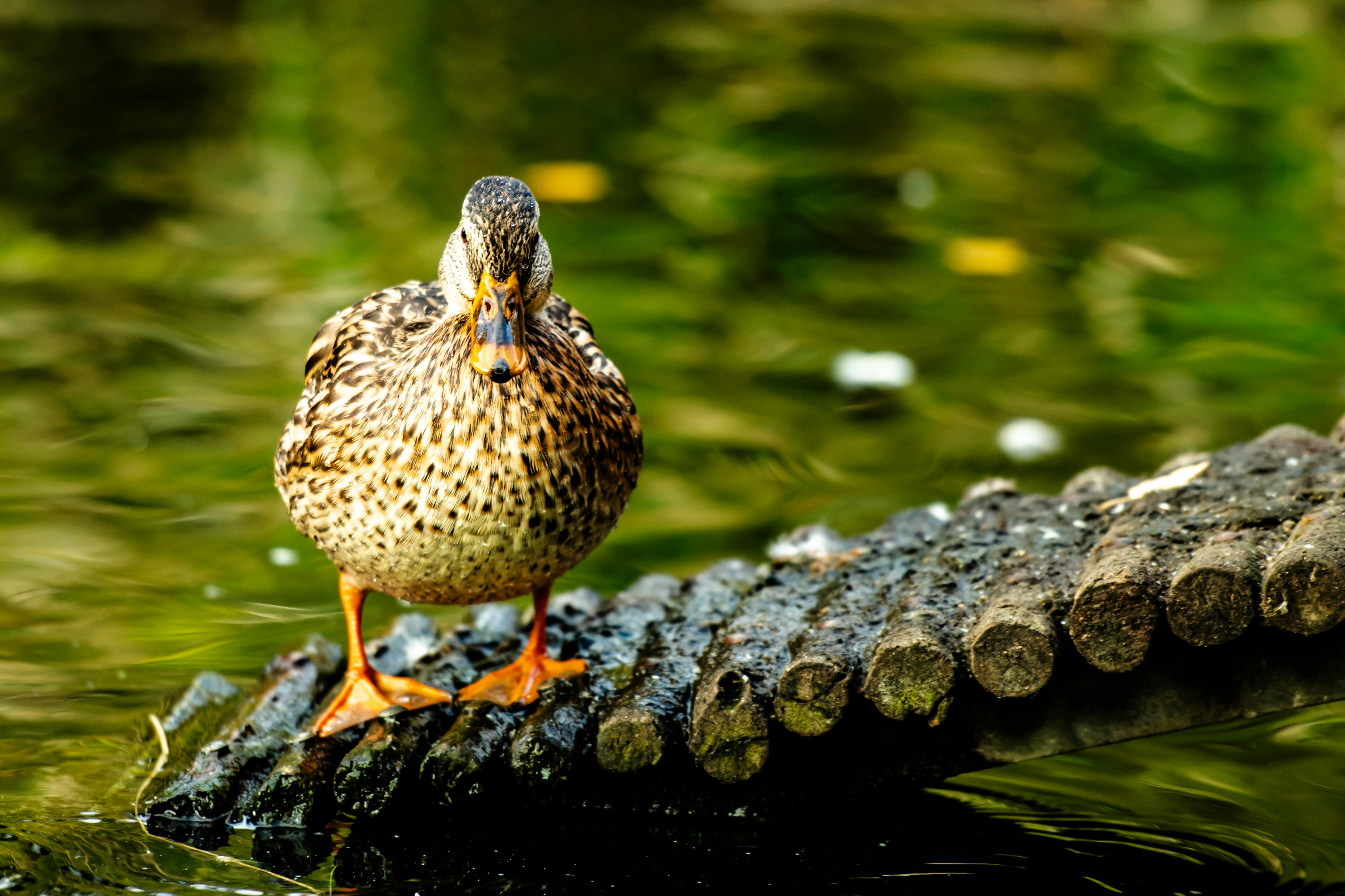 Skinwalker Creature Photos, Download The BEST Free Skinwalker Creature ...