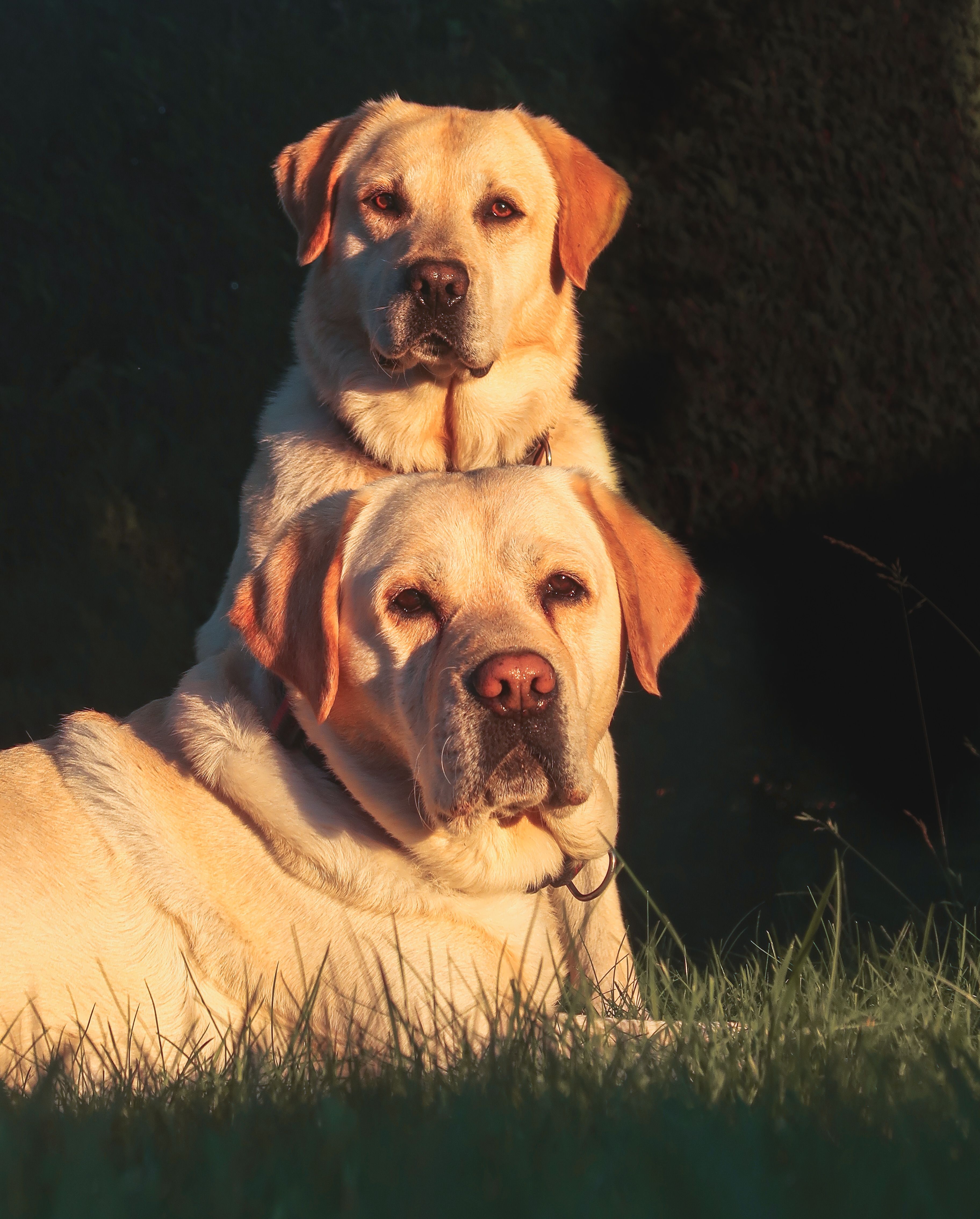 Two Labrador Retrievers Relaxing in the Sun · Free Stock Photo