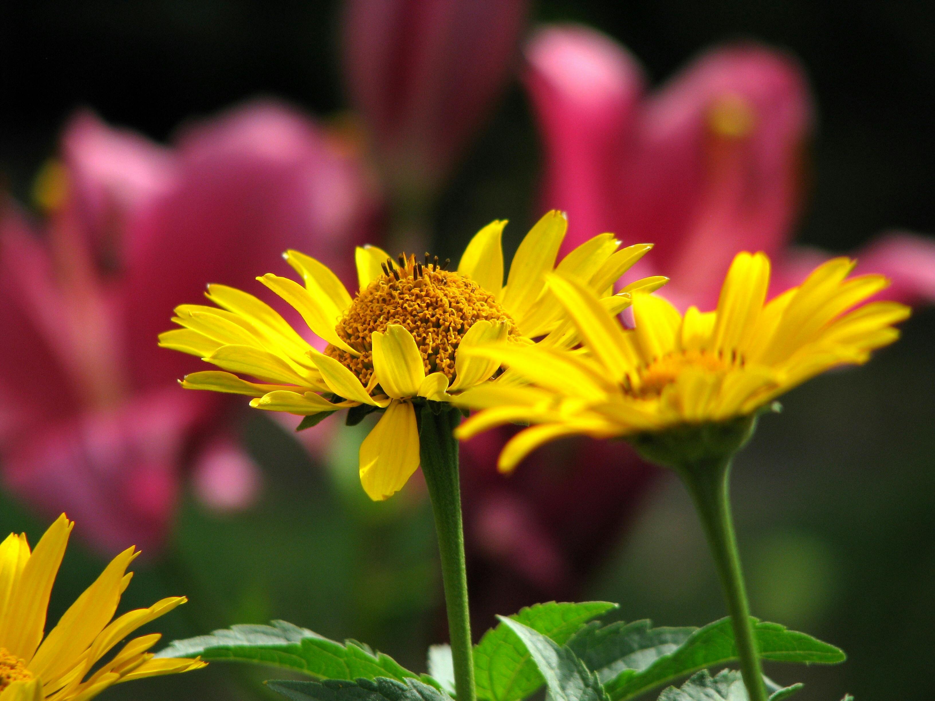 Sunflower Band Photos, Download The BEST Free Sunflower Band Stock ...