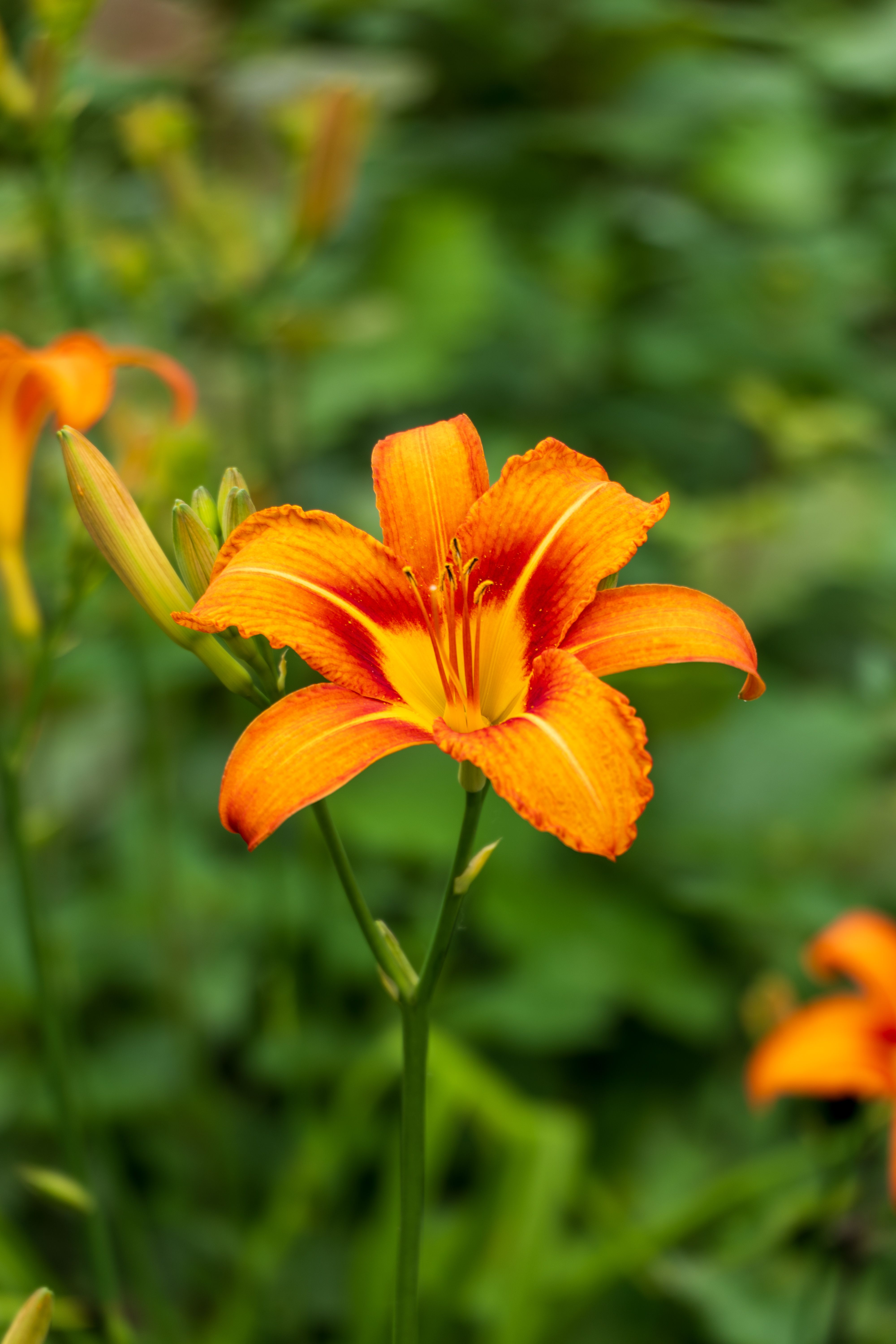 Botany Photos, Download The BEST Free Botany Stock Photos & HD Images