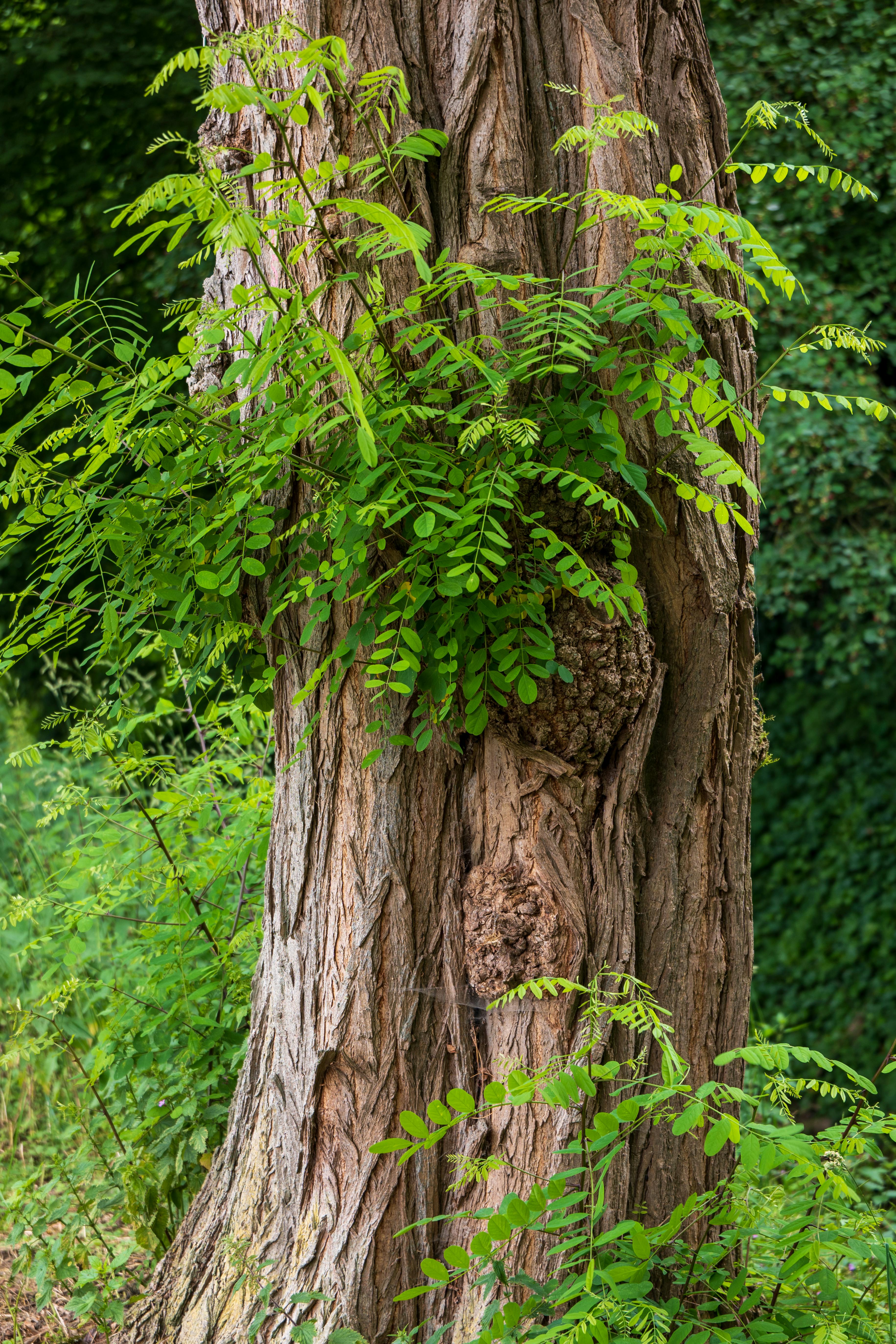 Tree Leaves Texture Photos, Download The BEST Free Tree Leaves Texture ...