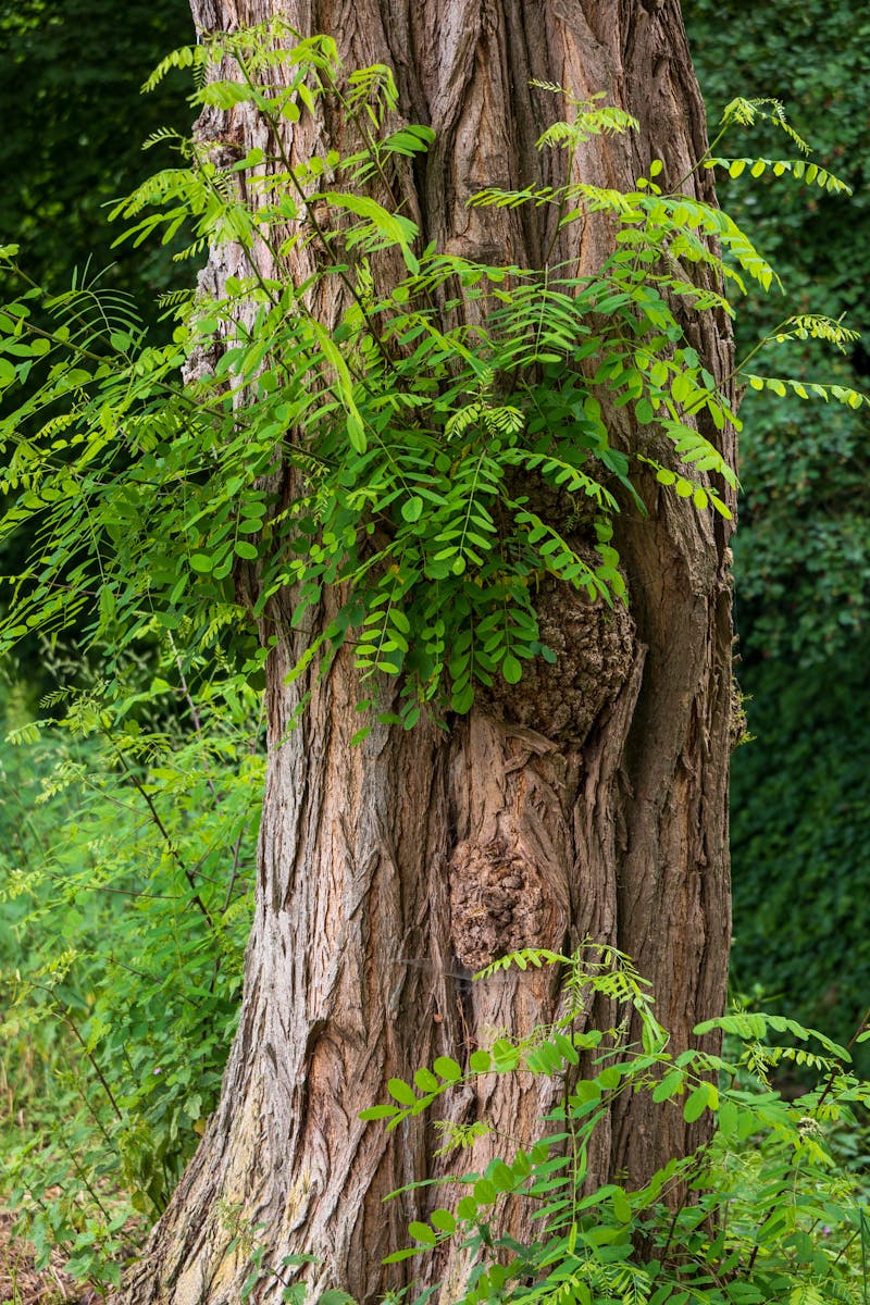 Tree Leaves Texture Photos, Download The BEST Free Tree Leaves Texture ...