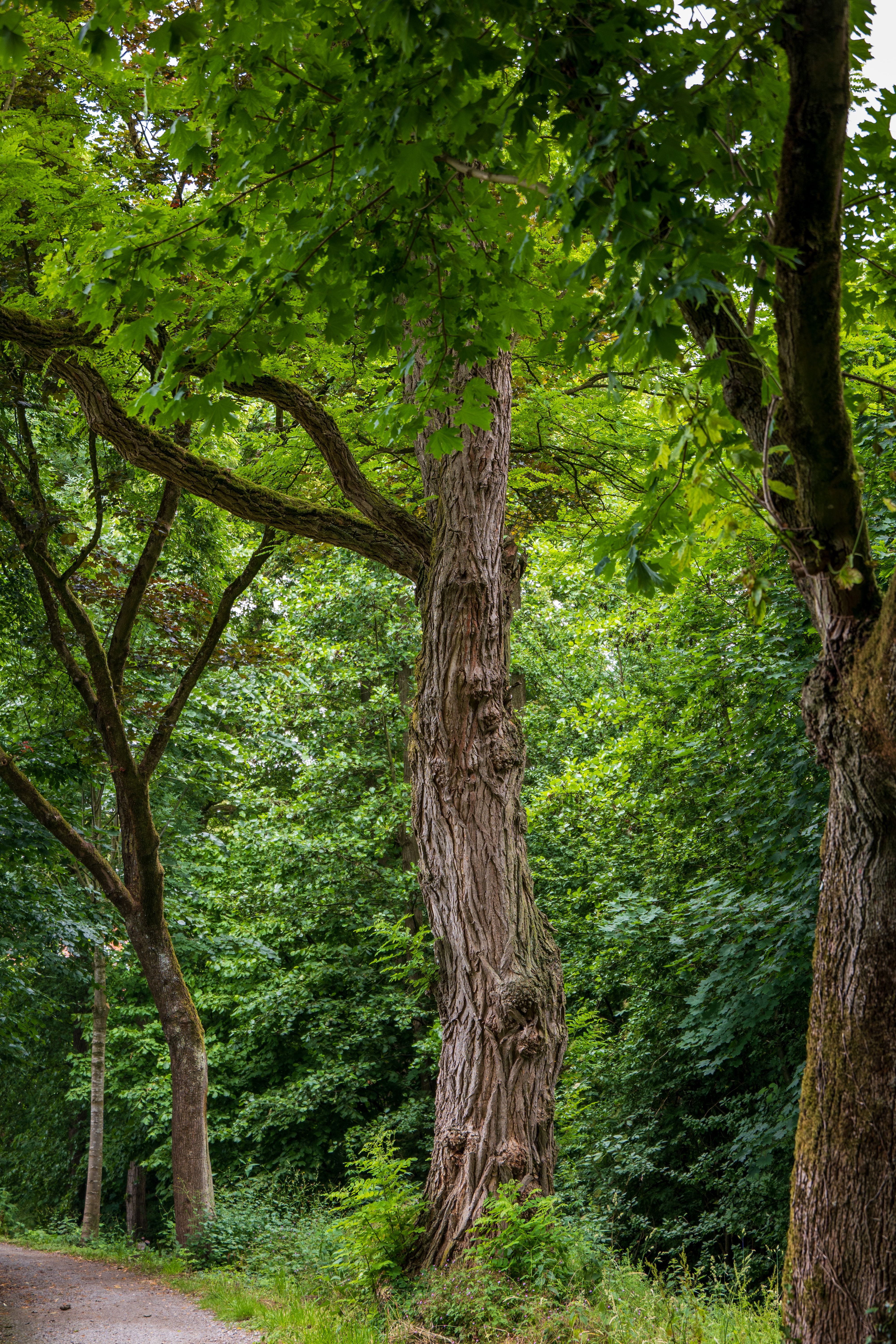 Lush Green Forest Path in Summer · Free Stock Photo