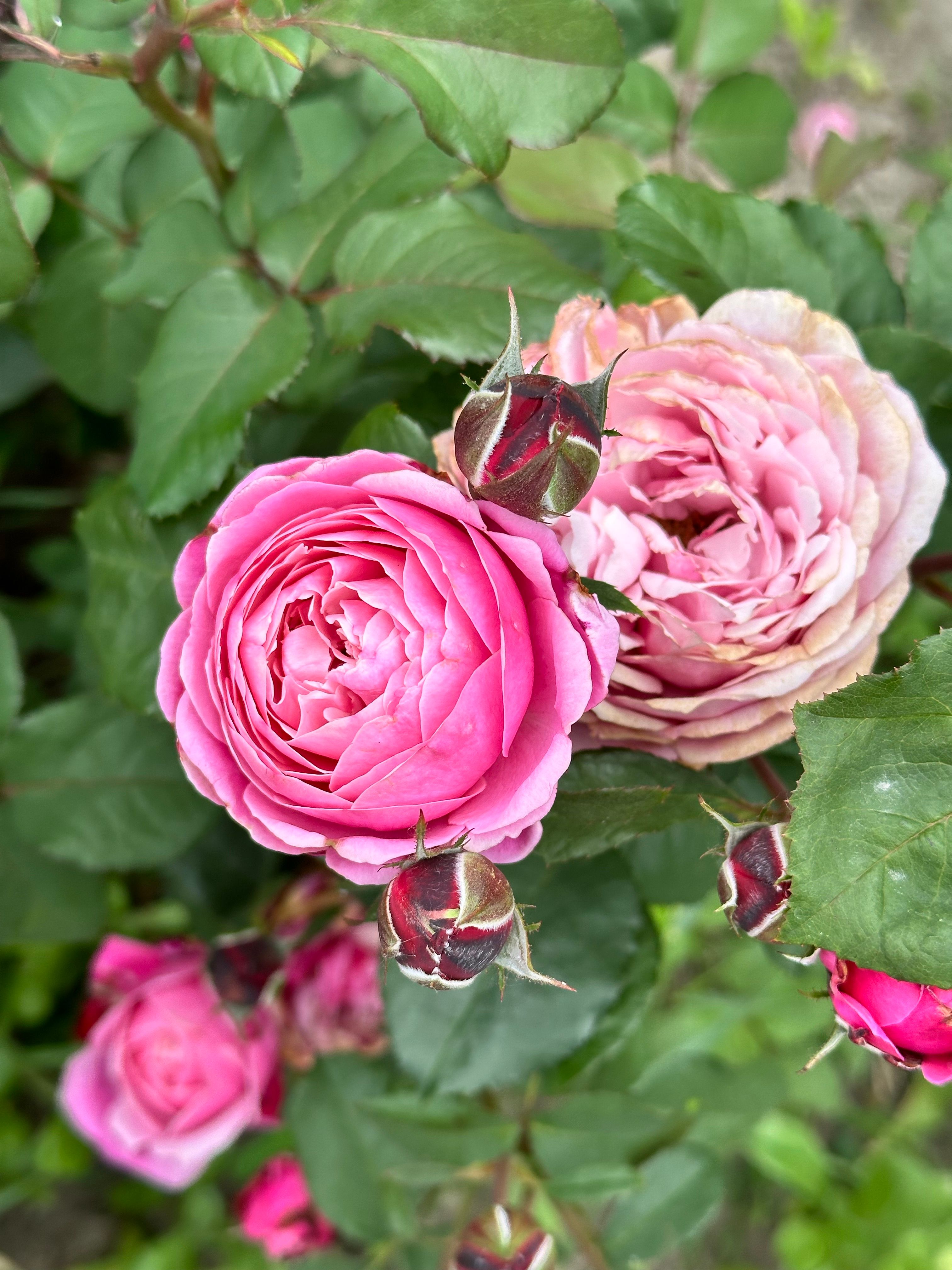 Vibrant Pink Roses in Bloom with Lush Greenery · Free Stock Photo