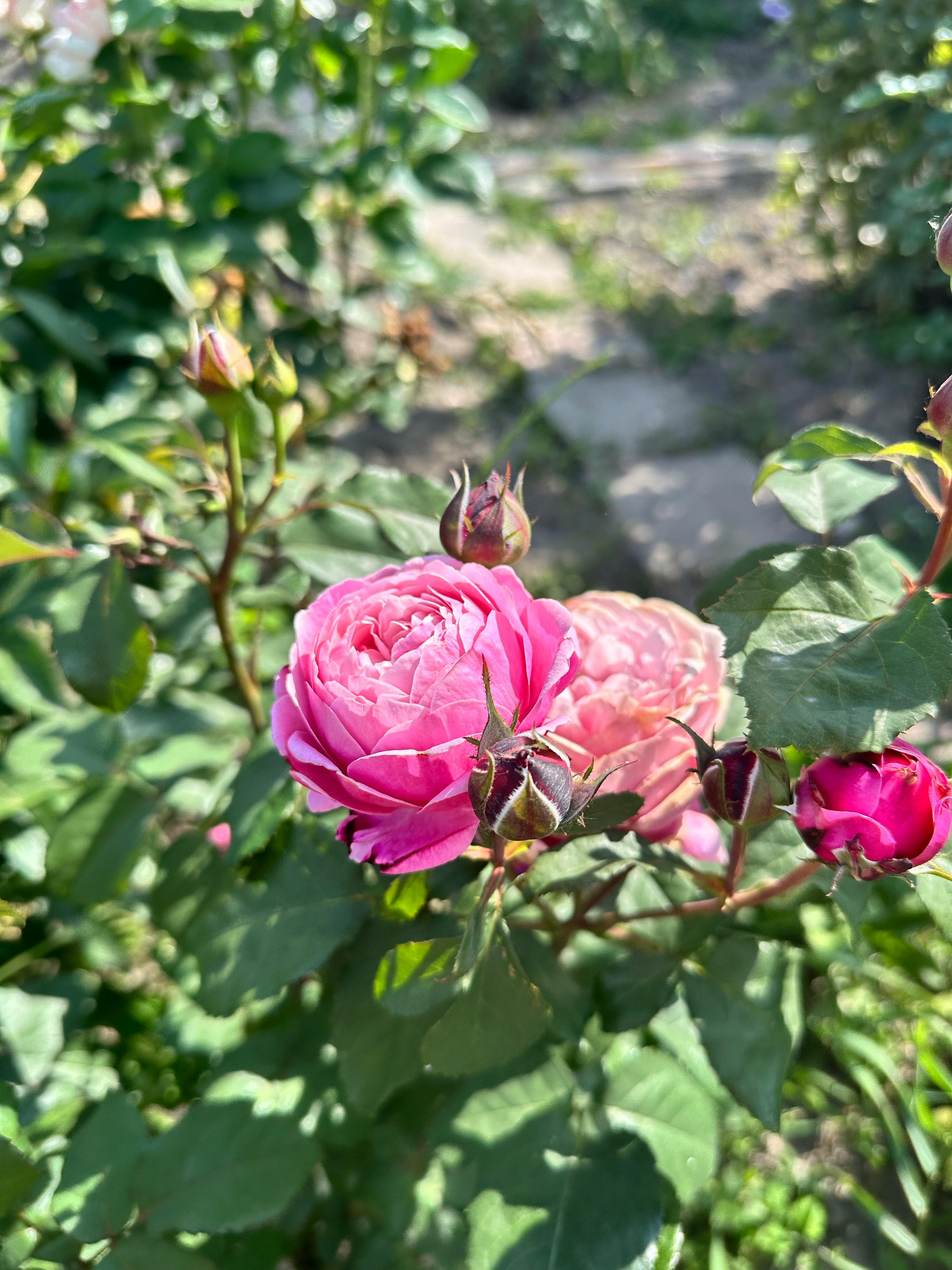 Rose Bush Photos, Download The BEST Free Rose Bush Stock Photos & HD Images