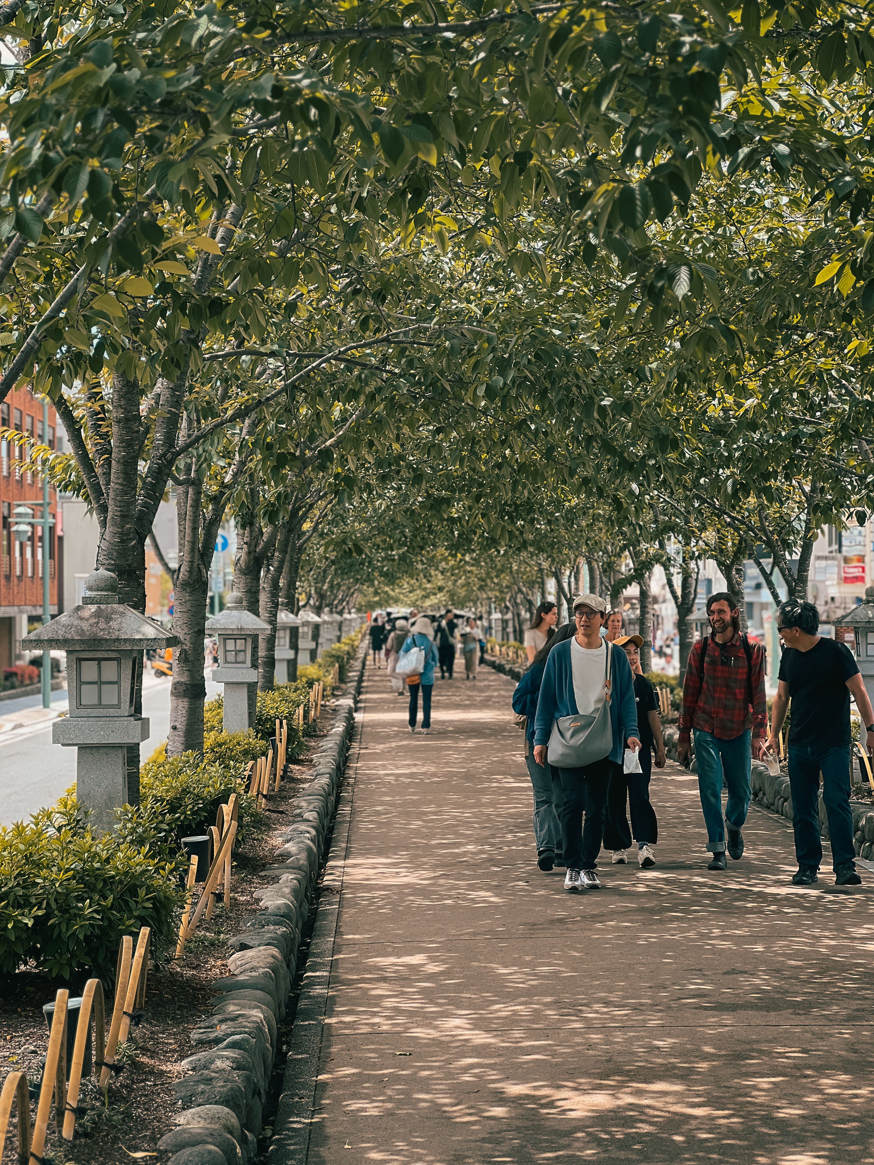 Pedestrian Pathway Under Leafy Trees in Urban Setting · Free Stock Photo