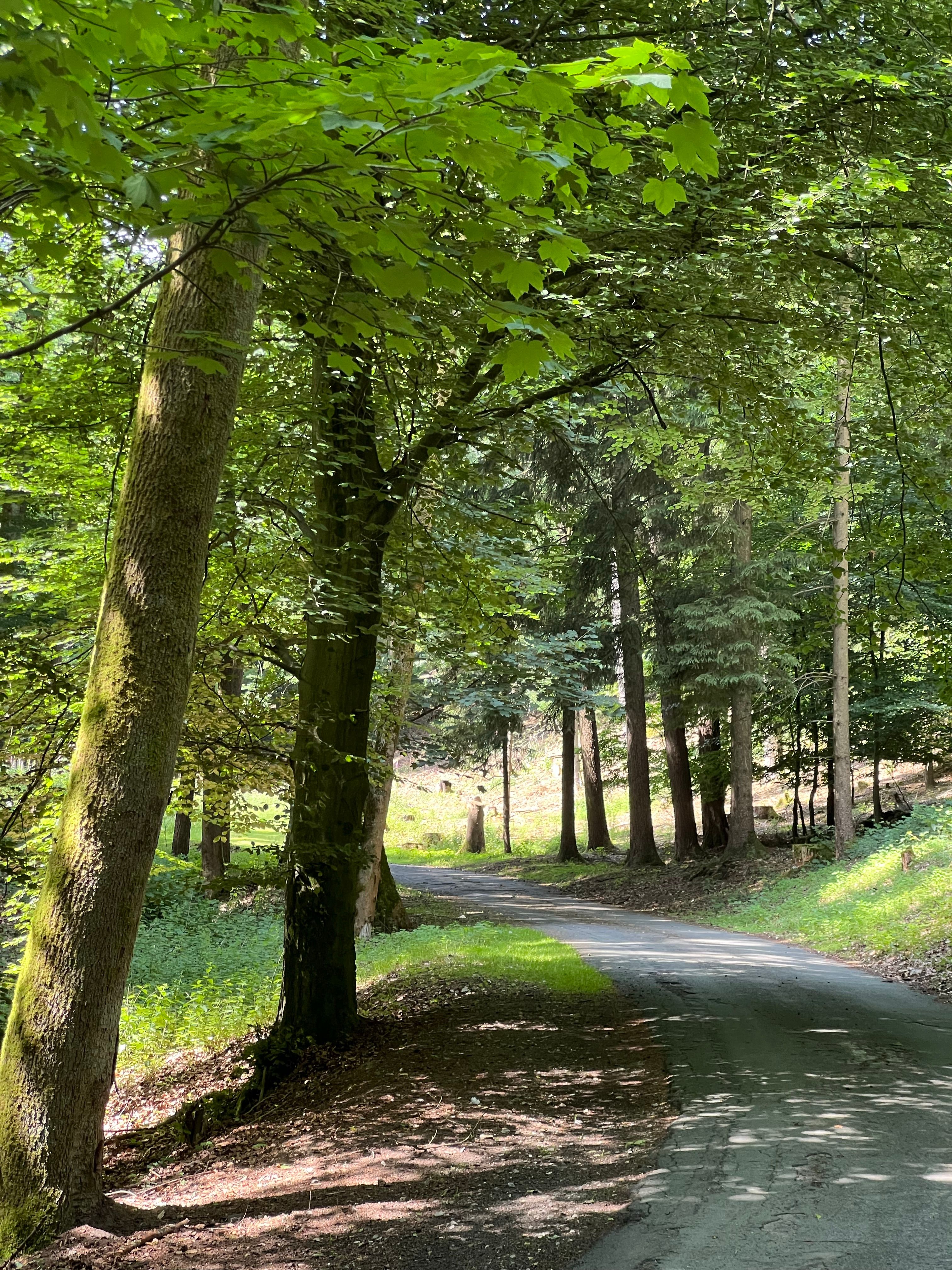 Serene Forest Path in Germany's Countryside · Free Stock Photo