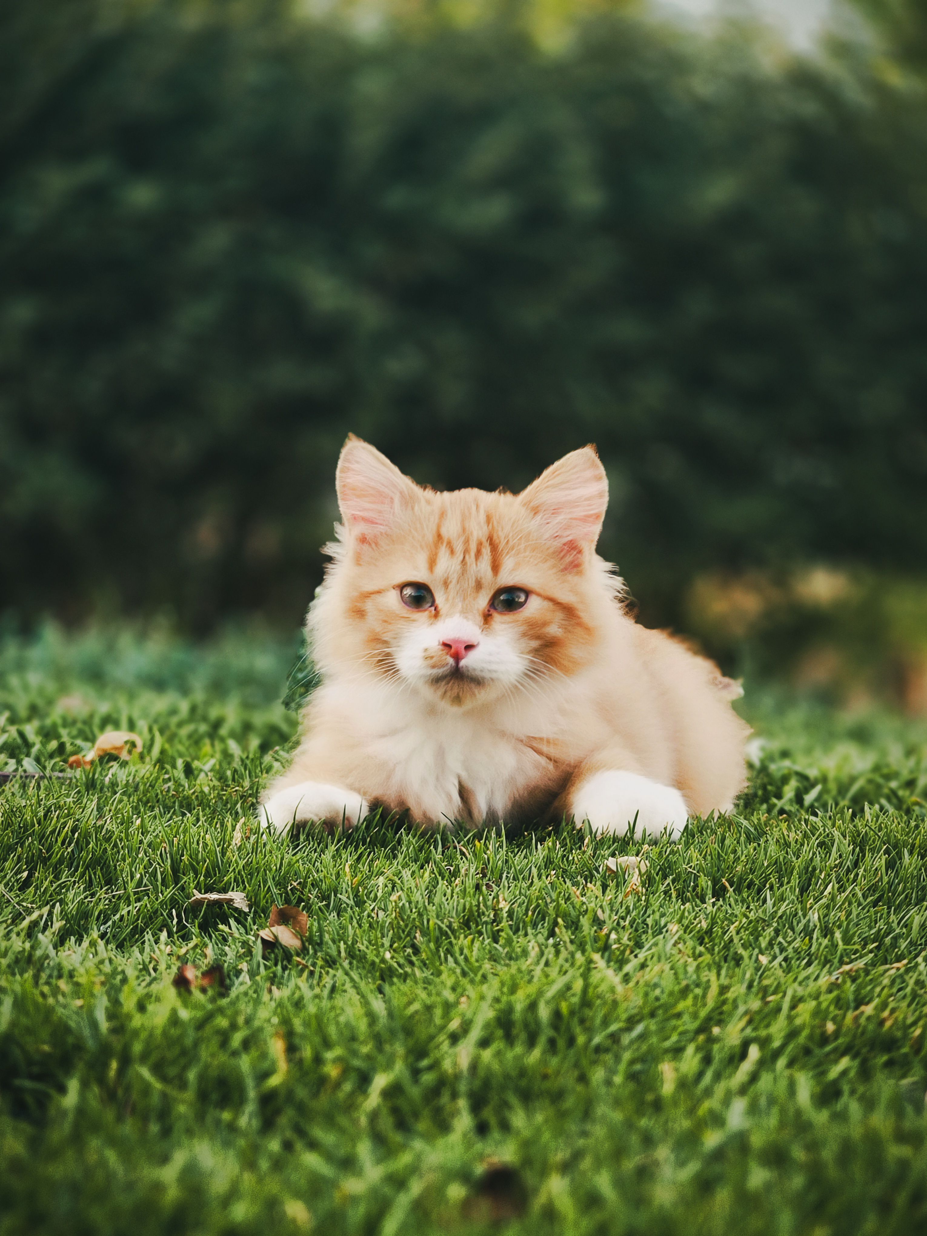 Very Cute Photos, Download The BEST Free Very Cute Stock Photos & HD Images