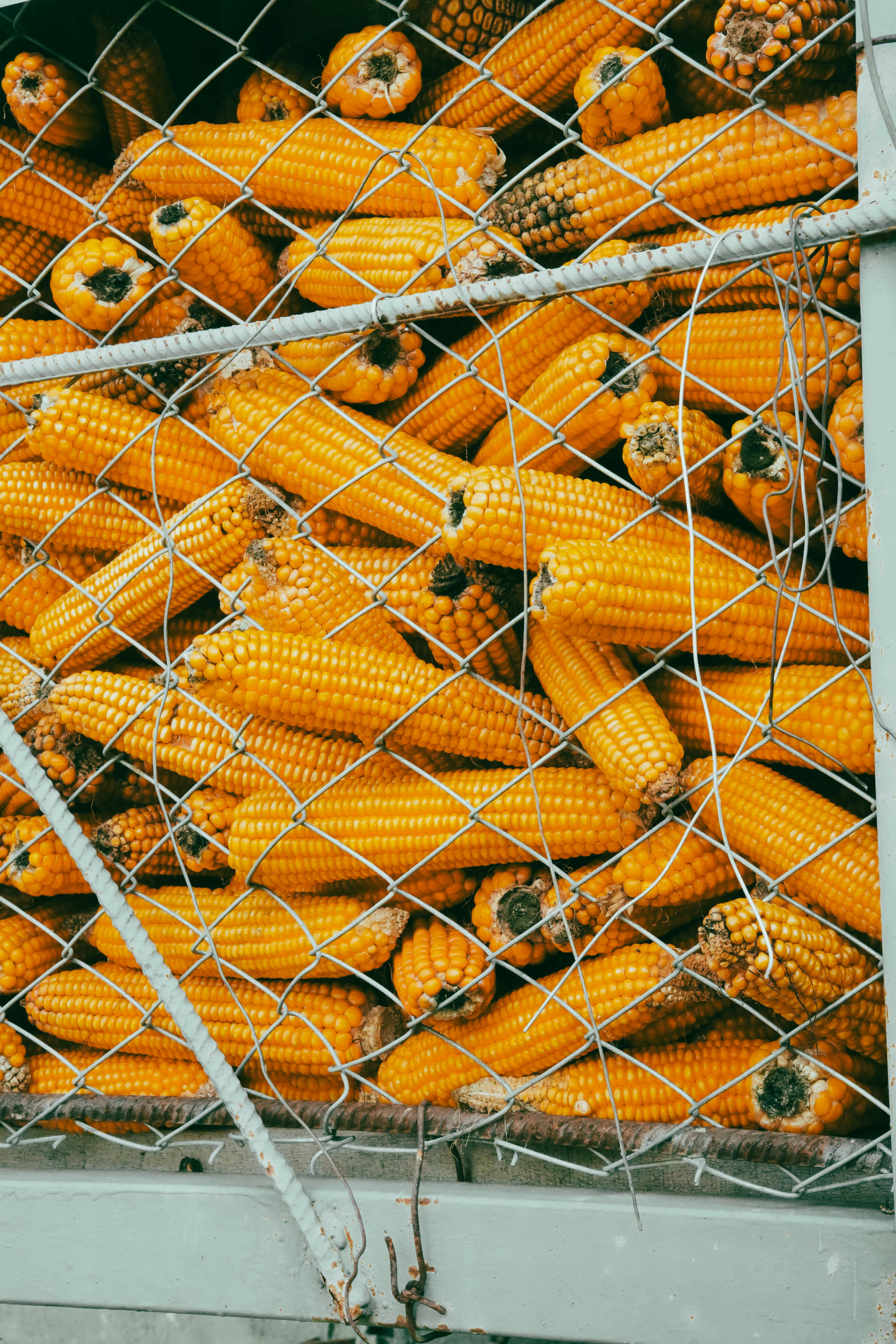 Maize Walish Nacked Photos, Download The BEST Free Maize Walish Nacked ...