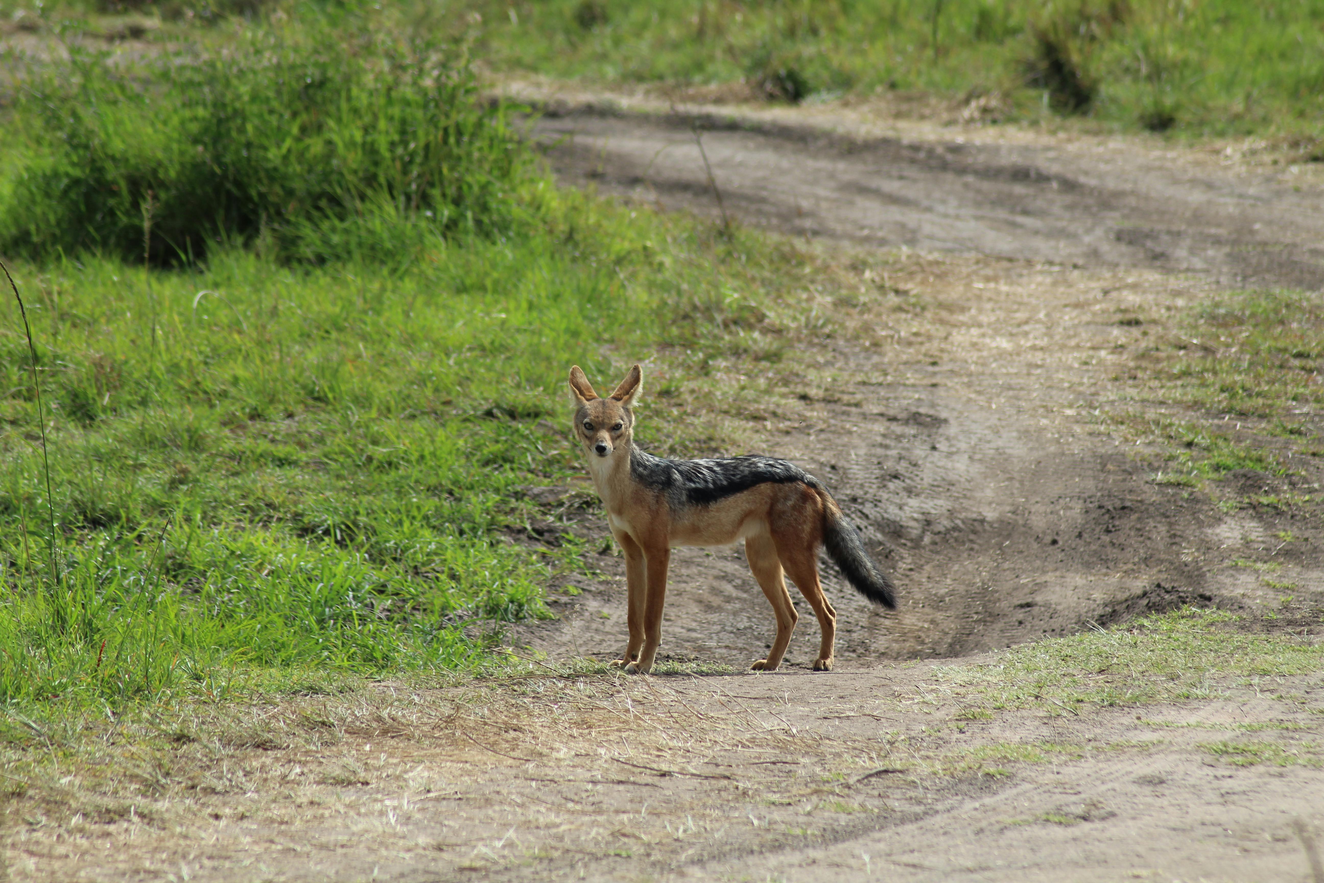 Explore the Mysteries of the Rare Wolf Jackal Hybrid Species