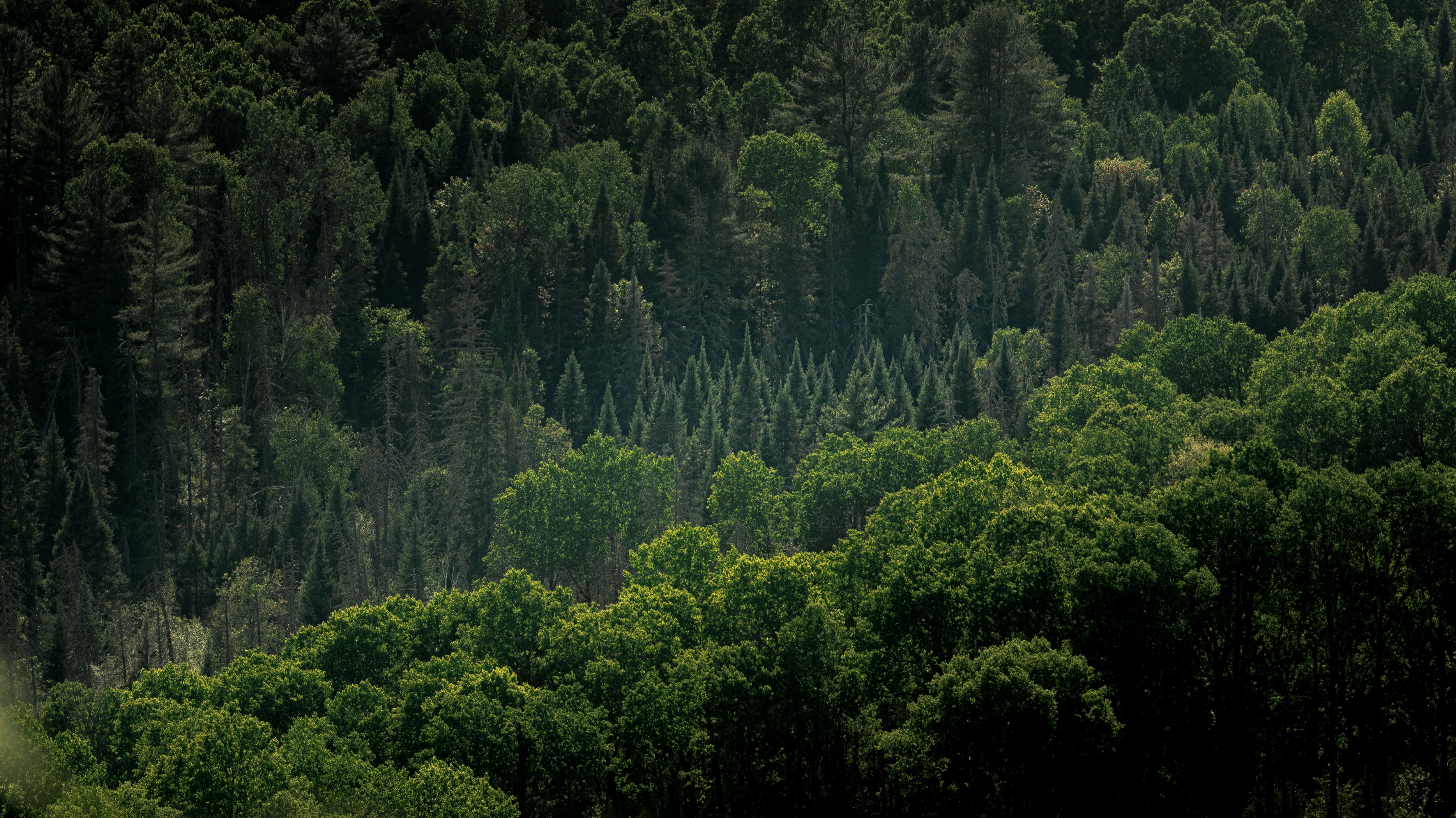 Lush Green Forest in Ontario, Canada from Above · Free Stock Photo