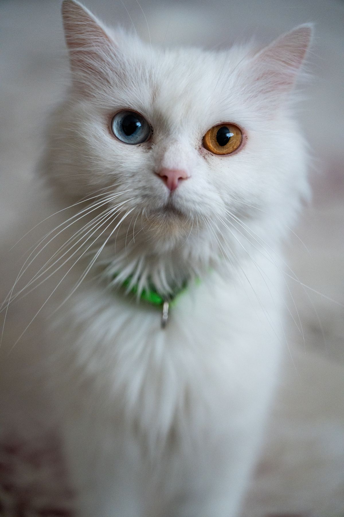 Cat Without Color Photos, Download The BEST Free Cat Without Color ...