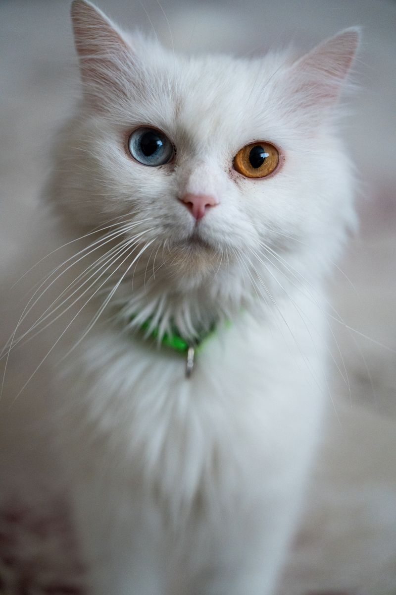 Cat Without Color Photos, Download The BEST Free Cat Without Color ...
