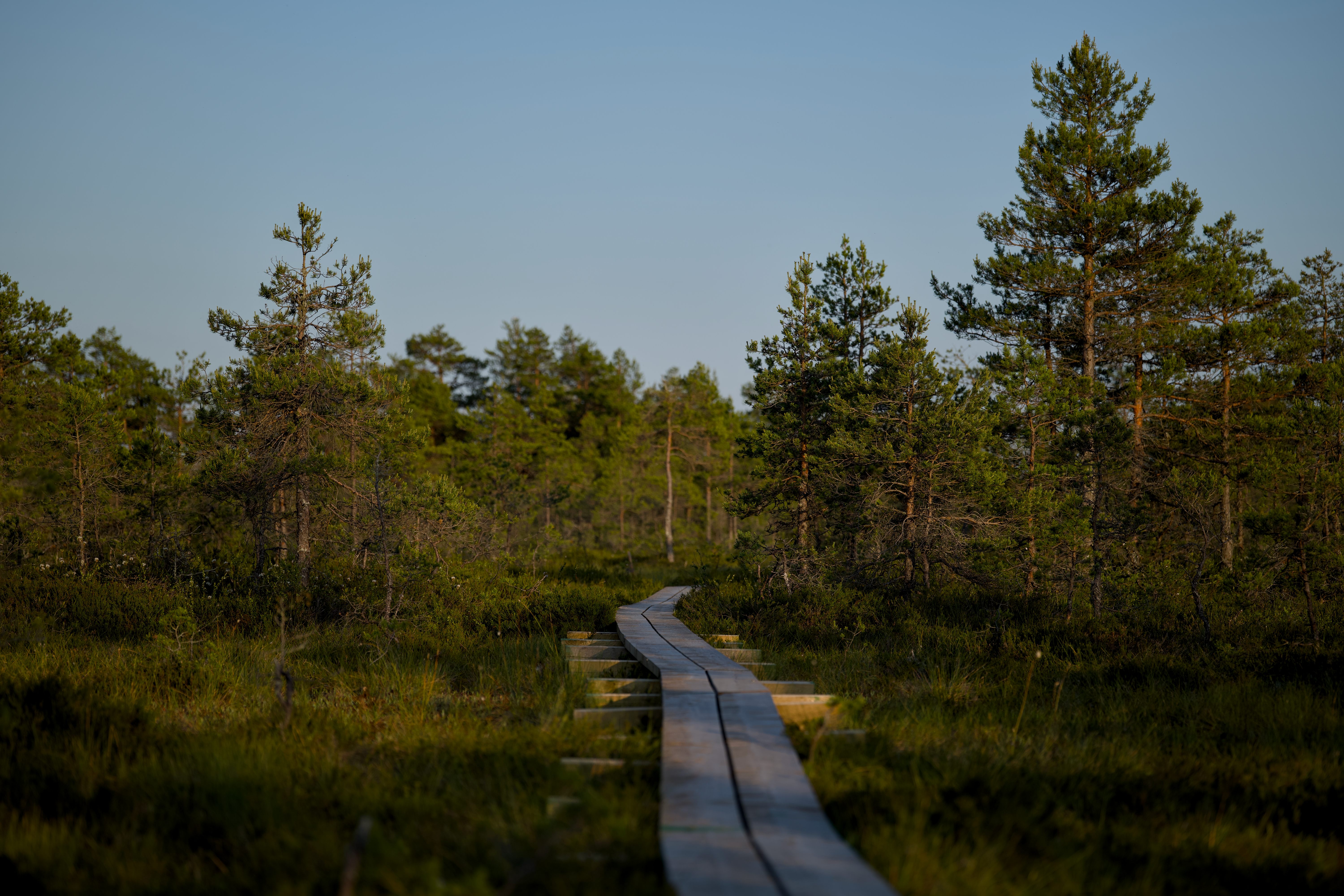 Tranquil Wooden Pathway Through Forest · Free Stock Photo