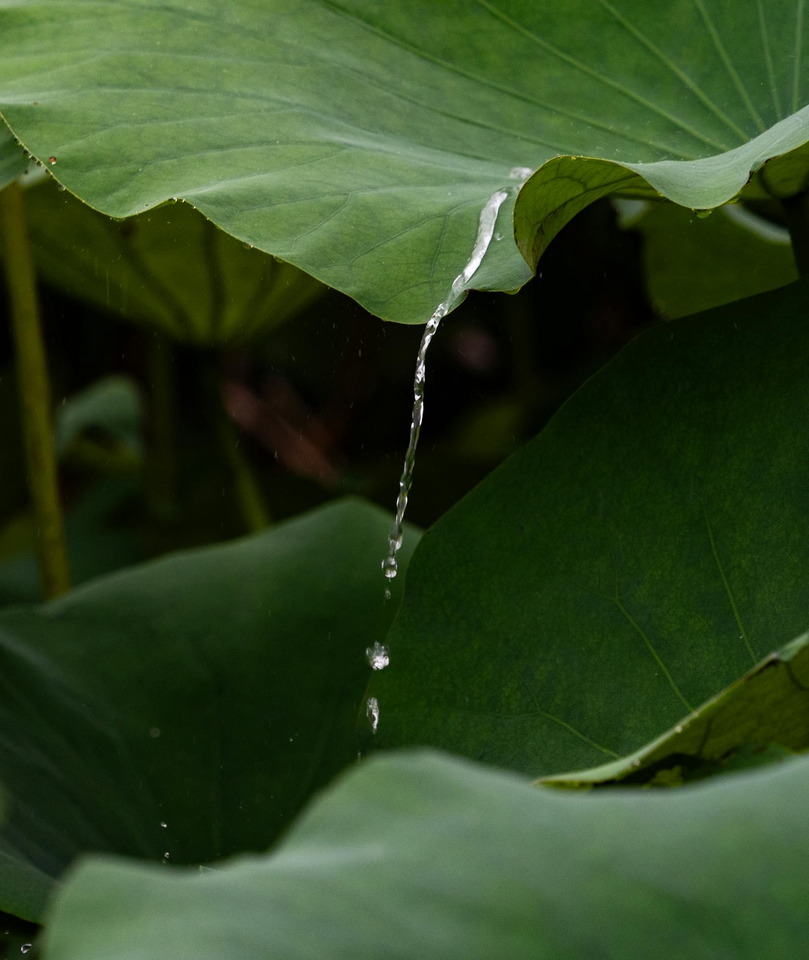 Raindrop Photos, Download The BEST Free Raindrop Stock Photos & HD Images