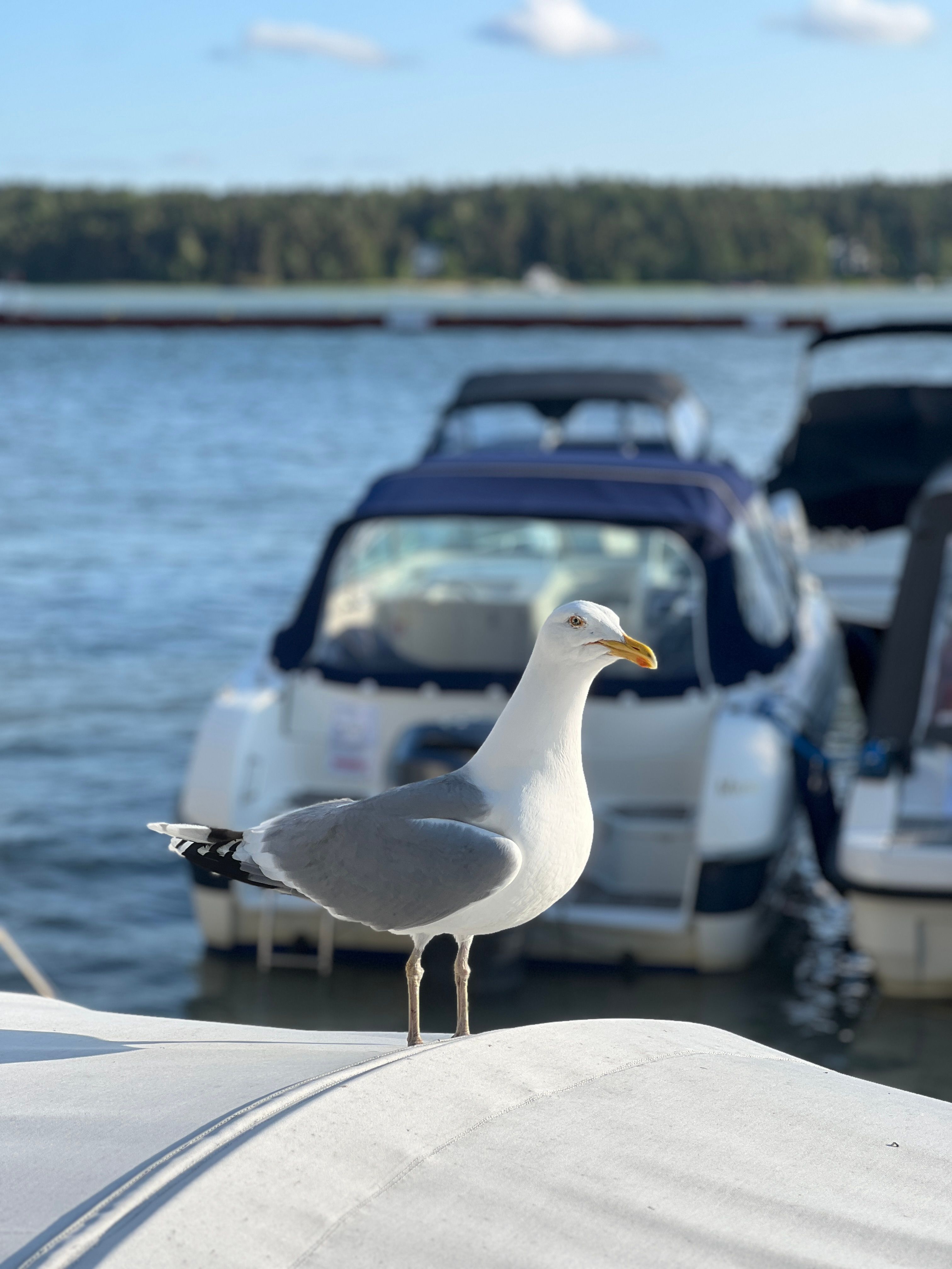 Seagull on a Boat Dock in Naantali Harbor · Free Stock Photo
