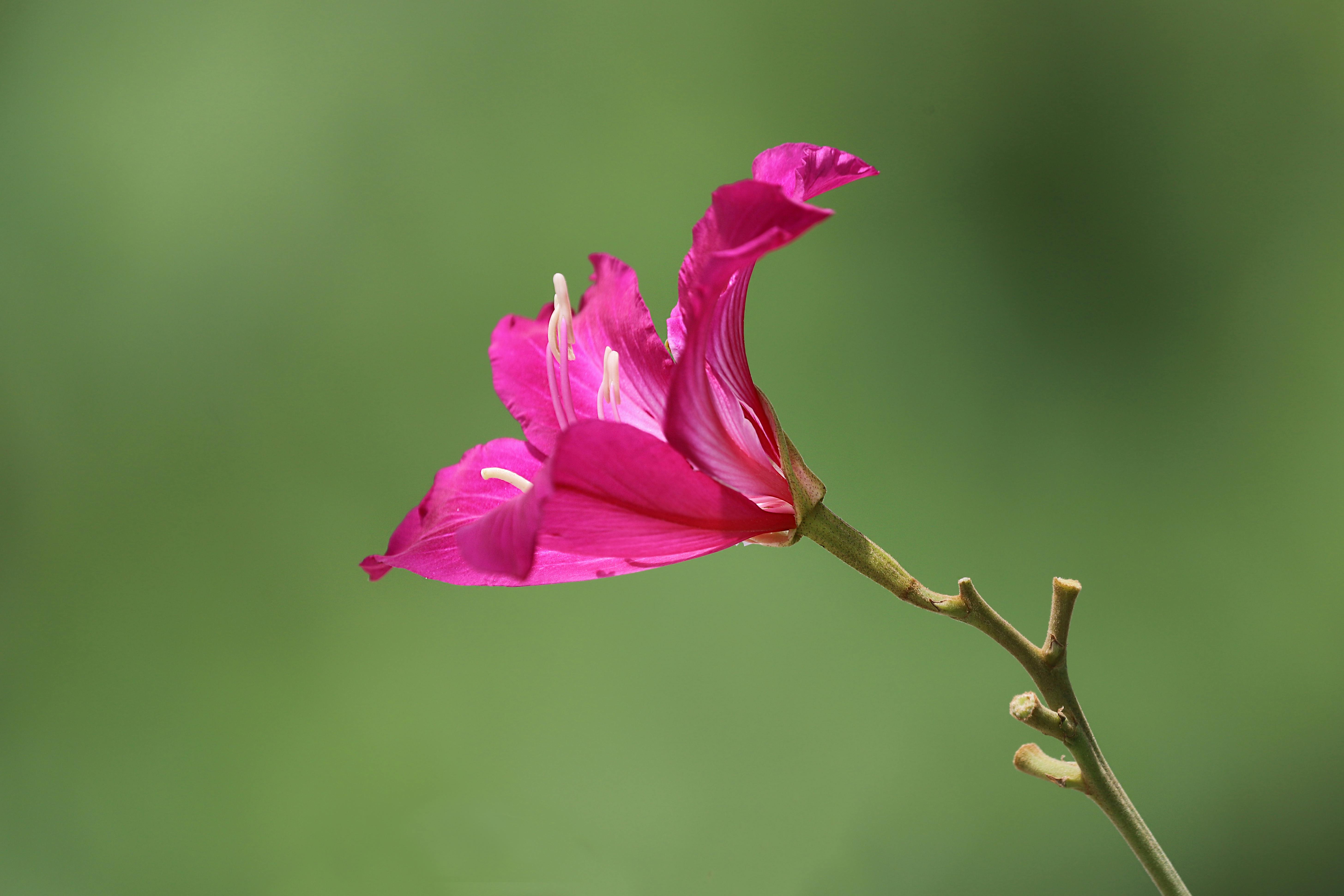 Bing+Homepage+Quiz+Jigsaw+Puzzles+2016+Themes+Download+Free+Download ...