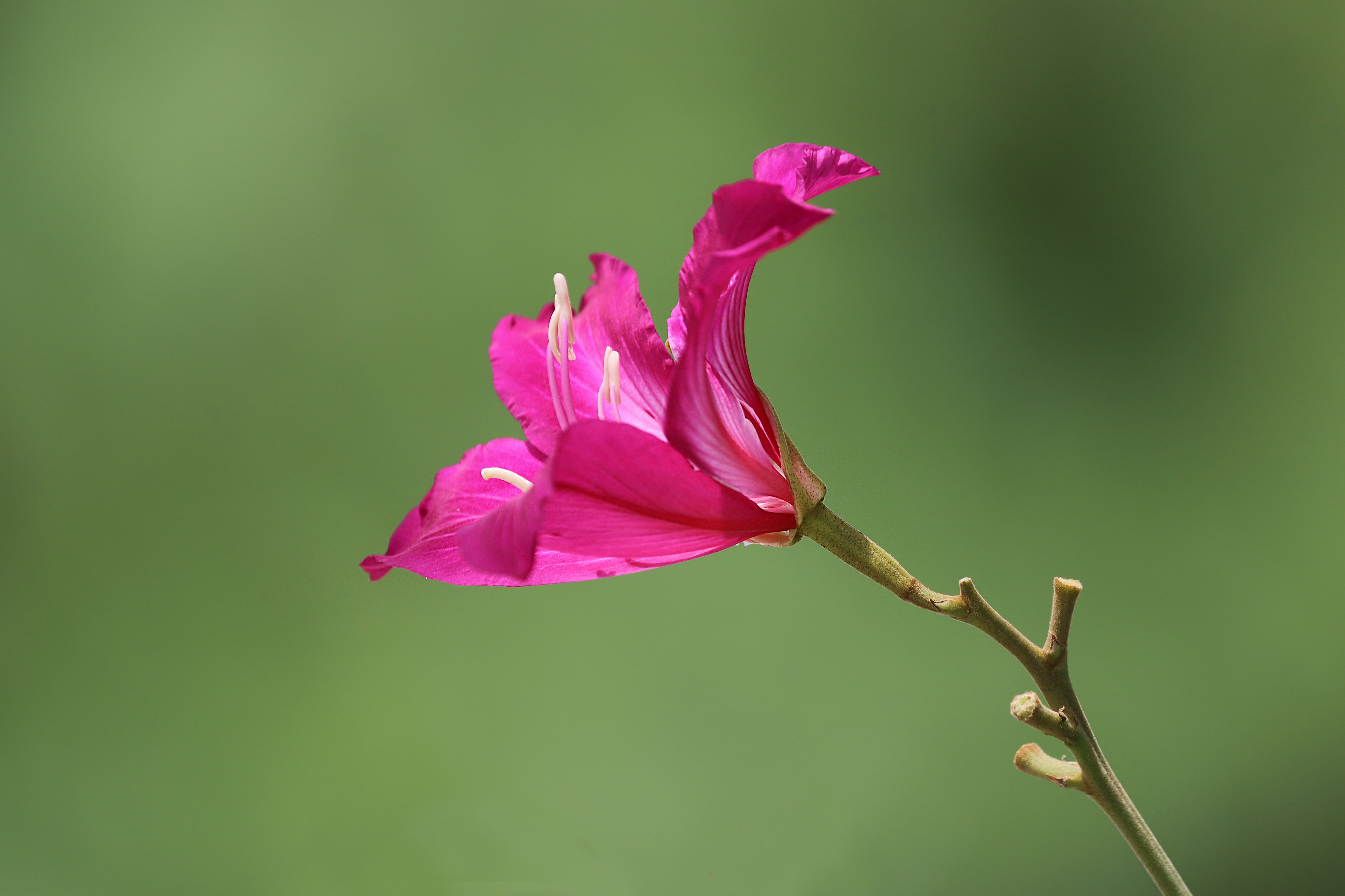 Flower Profile Photos, Download The BEST Free Flower Profile Stock ...