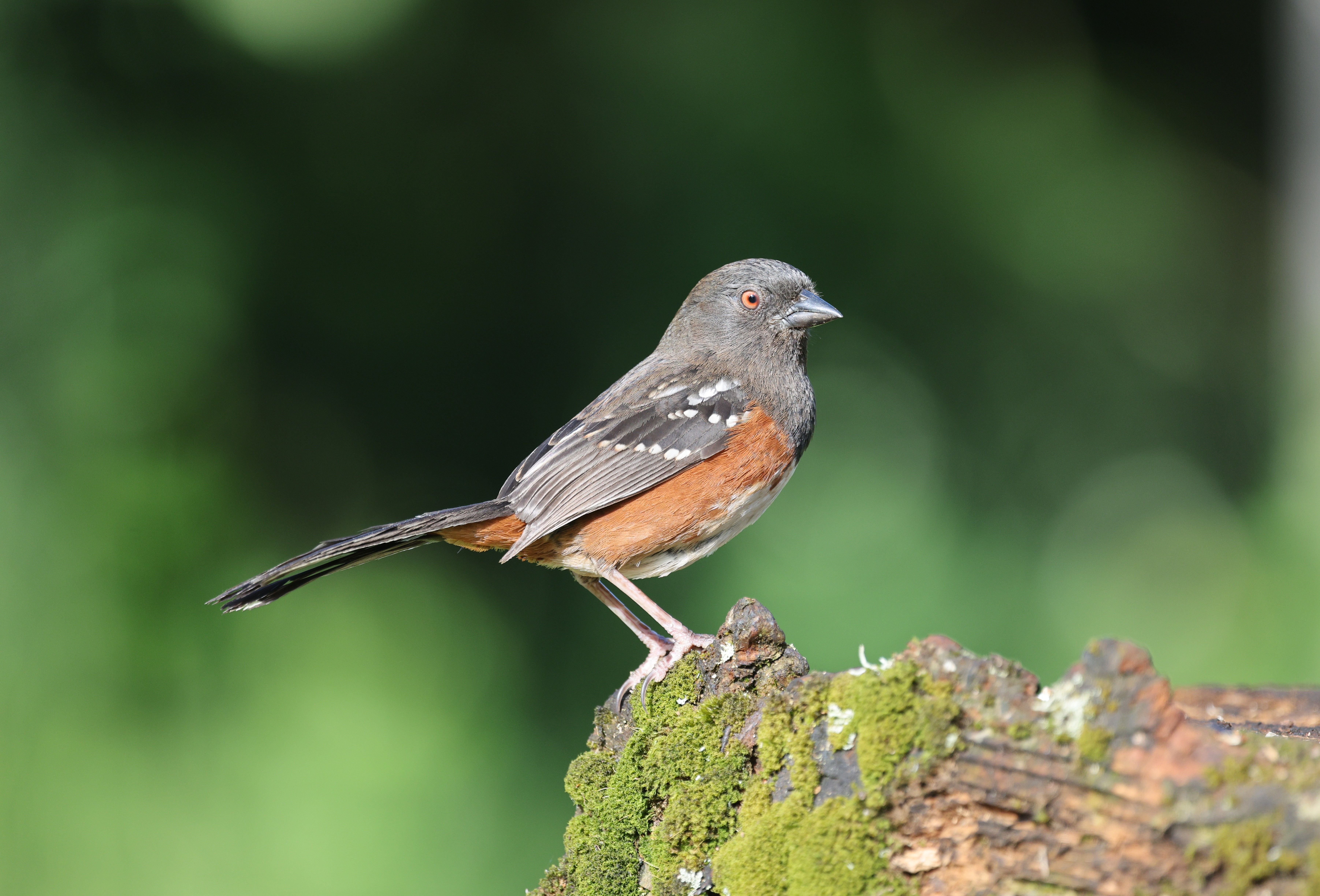 Spotted Towhee Photos, Download The BEST Free Spotted Towhee Stock ...