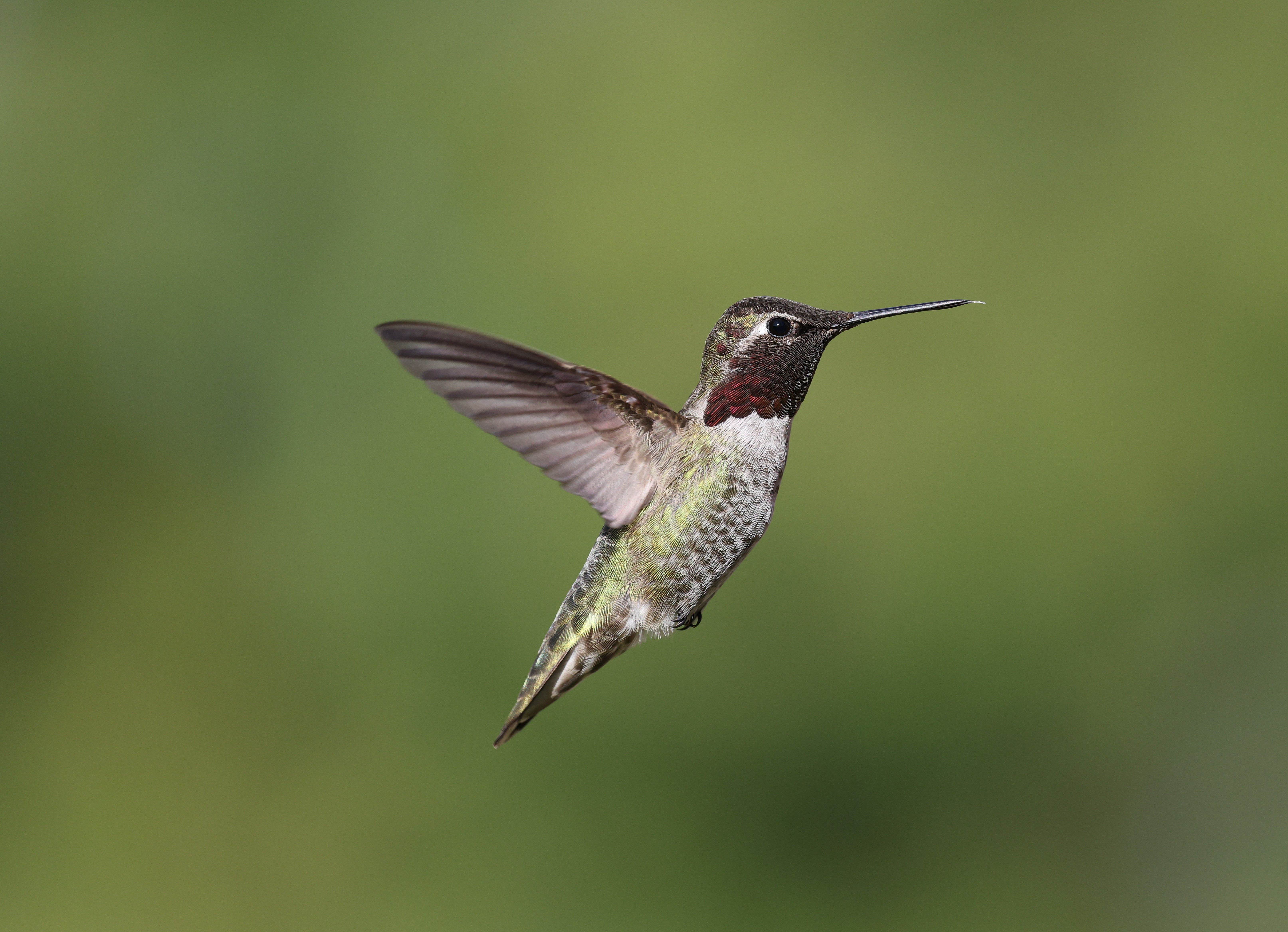 Close-Up Photography of Hummingbird · Free Stock Photo