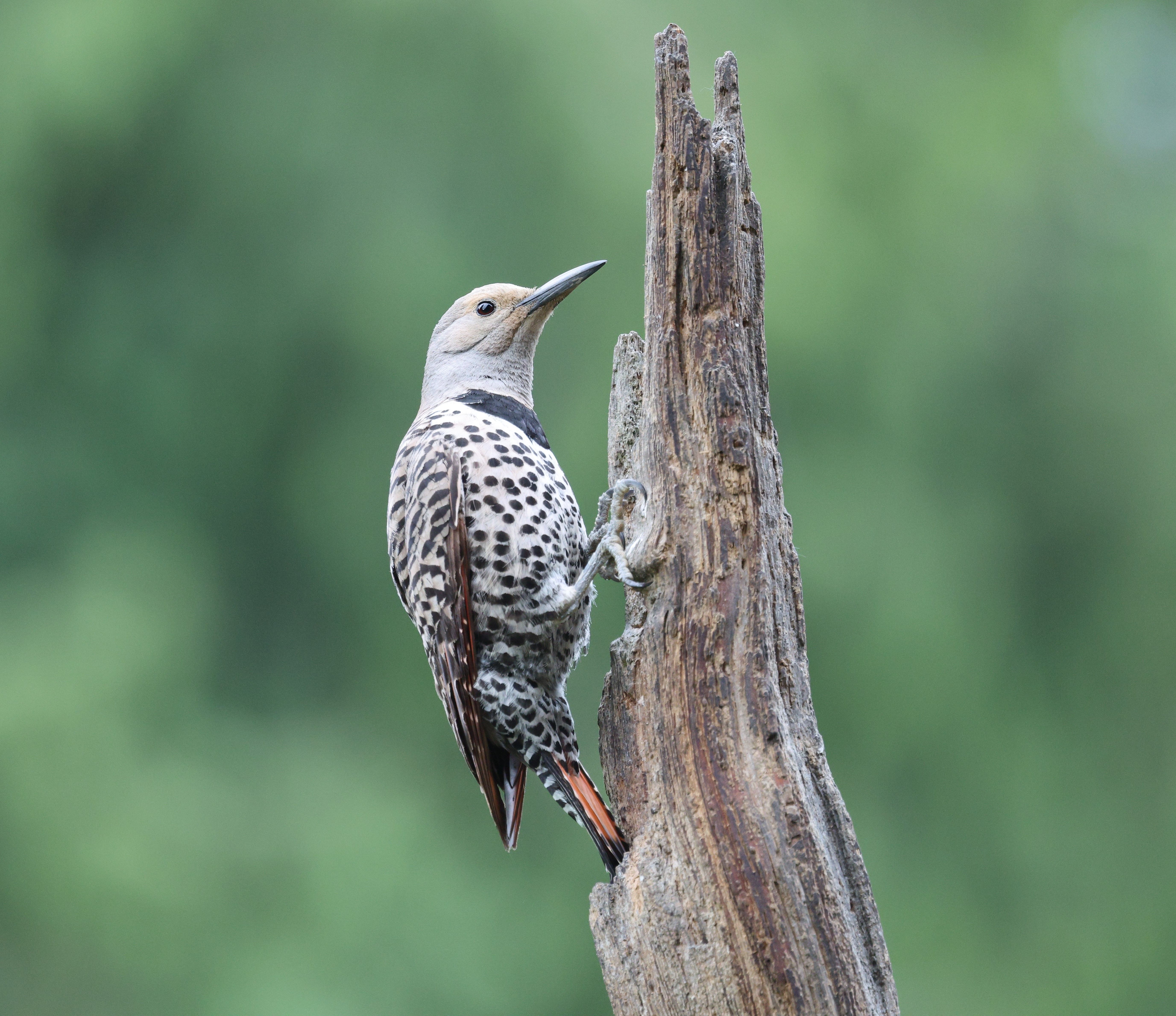 Northern Flicker Perching on a Tree Stump · Free Stock Photo