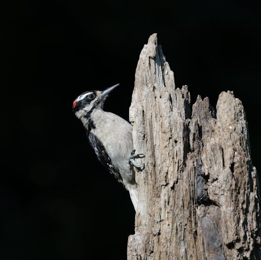 How to Identify and Prevent Yellow Bellied Sapsucker Damage