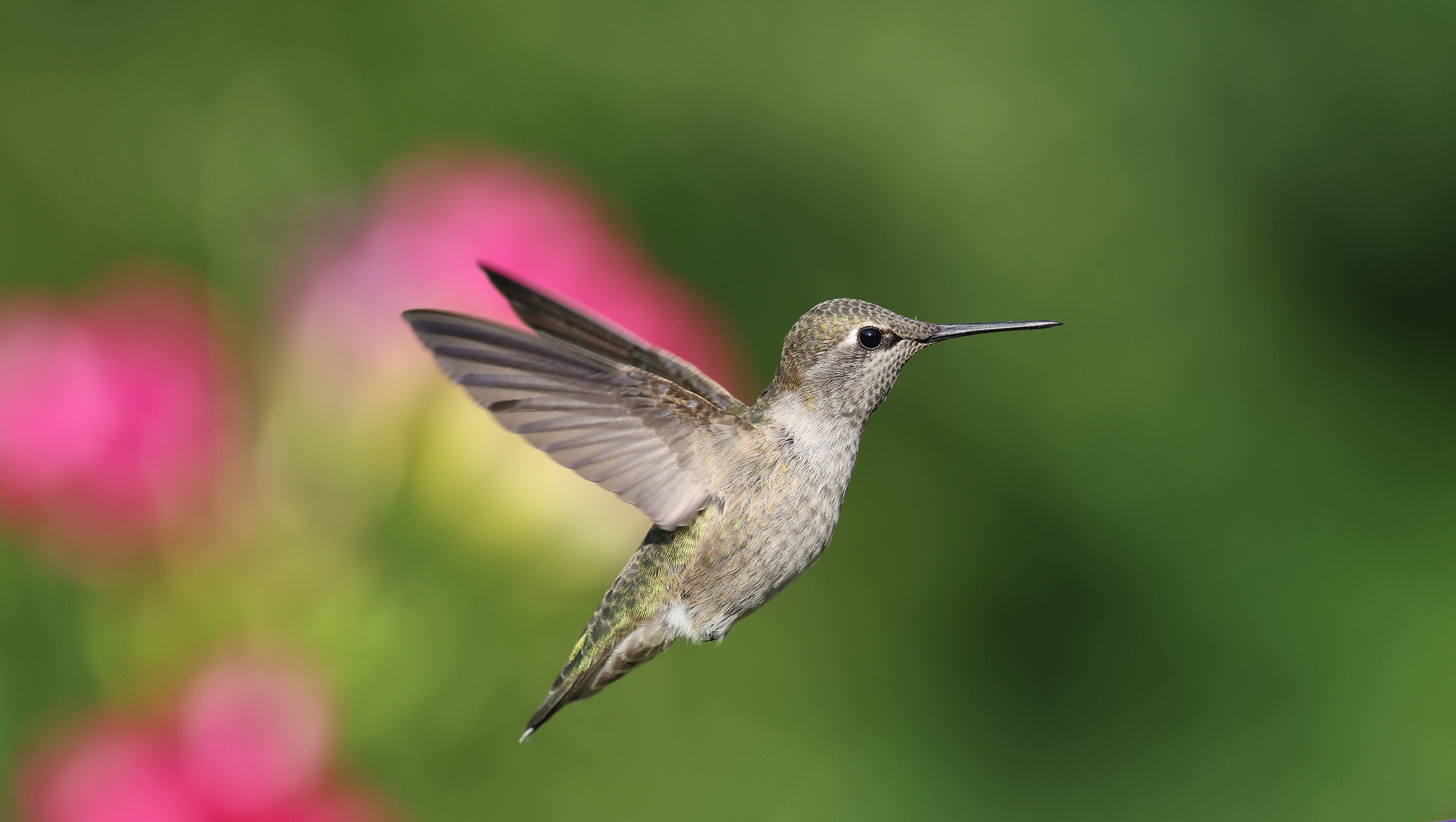 Graceful Hummingbird in Mid-Flight · Free Stock Photo