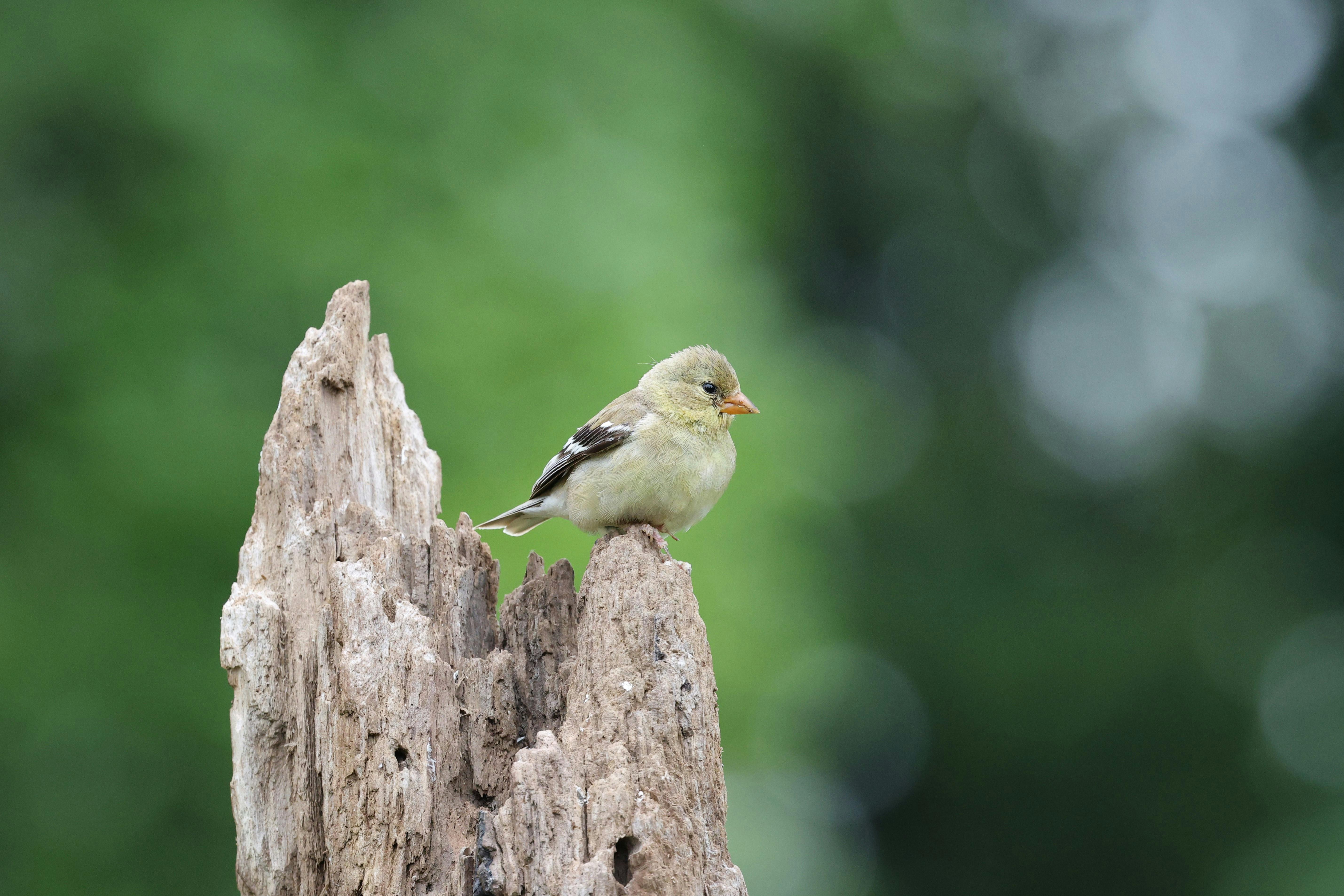 American Goldfinch Perched on Tree Stump · Free Stock Photo