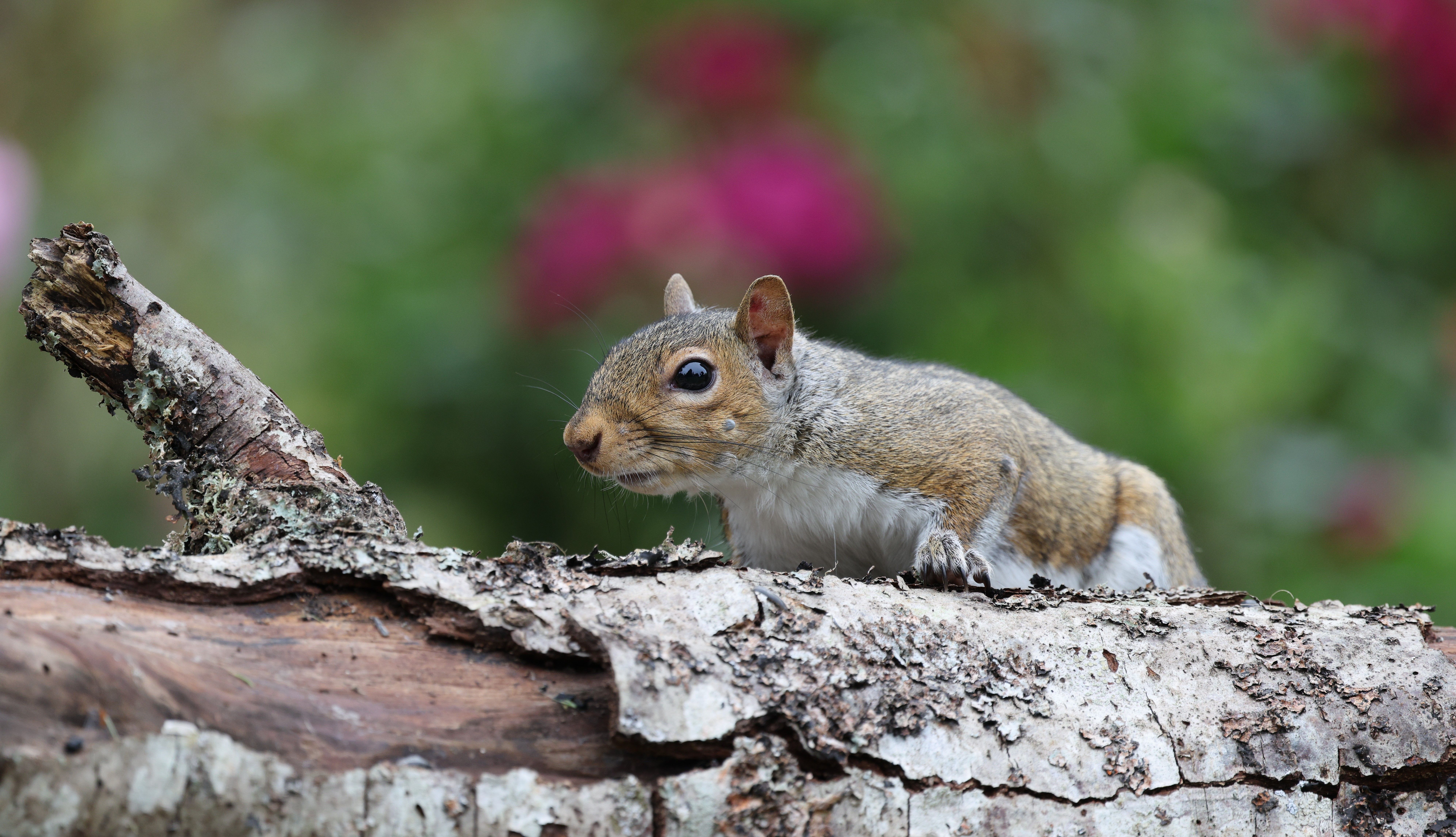 Close-up of a Squirrel on a Tree Log Outdoors · Free Stock Photo