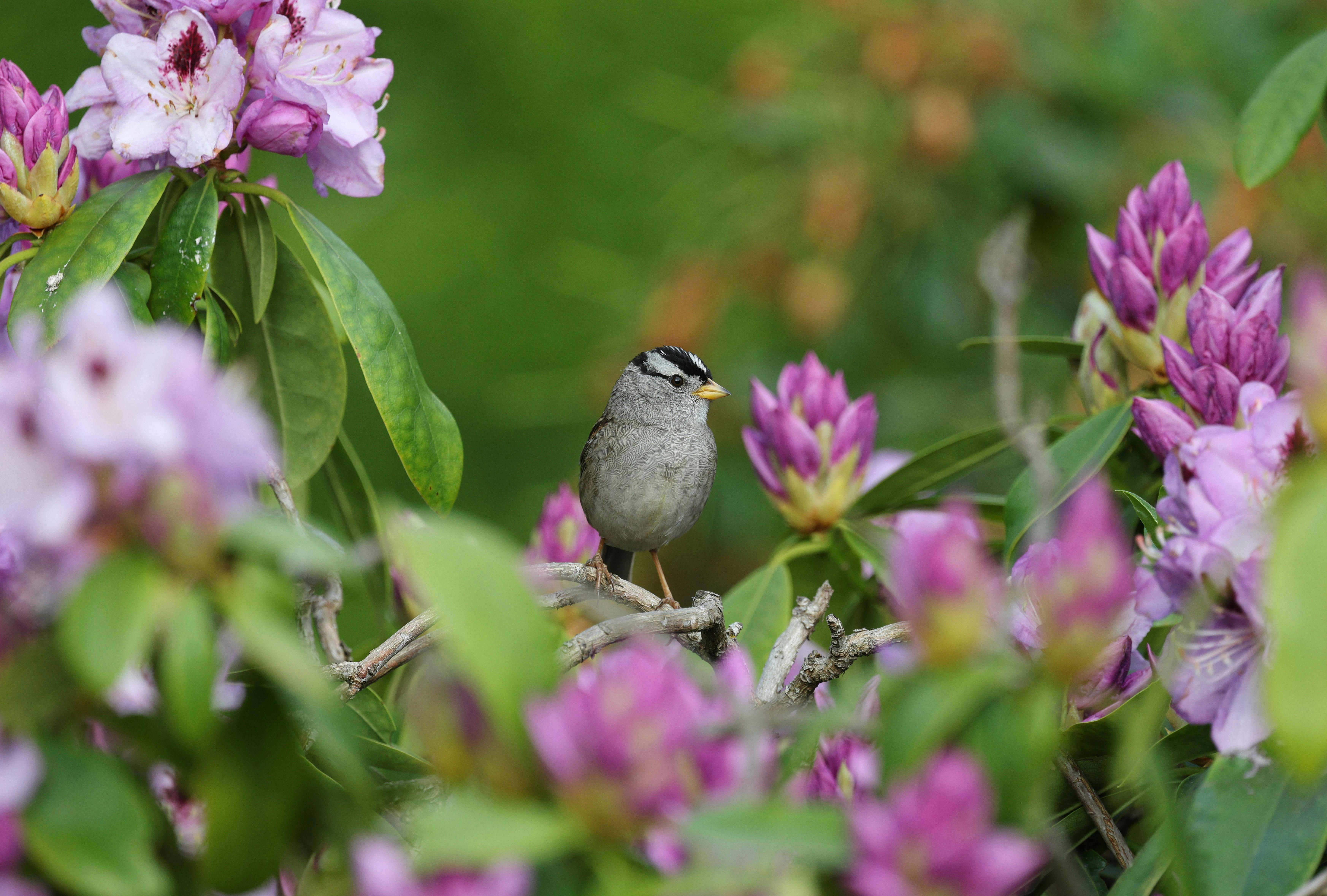 White-Crowned Sparrow Among Vibrant Spring Blossoms · Free Stock Photo